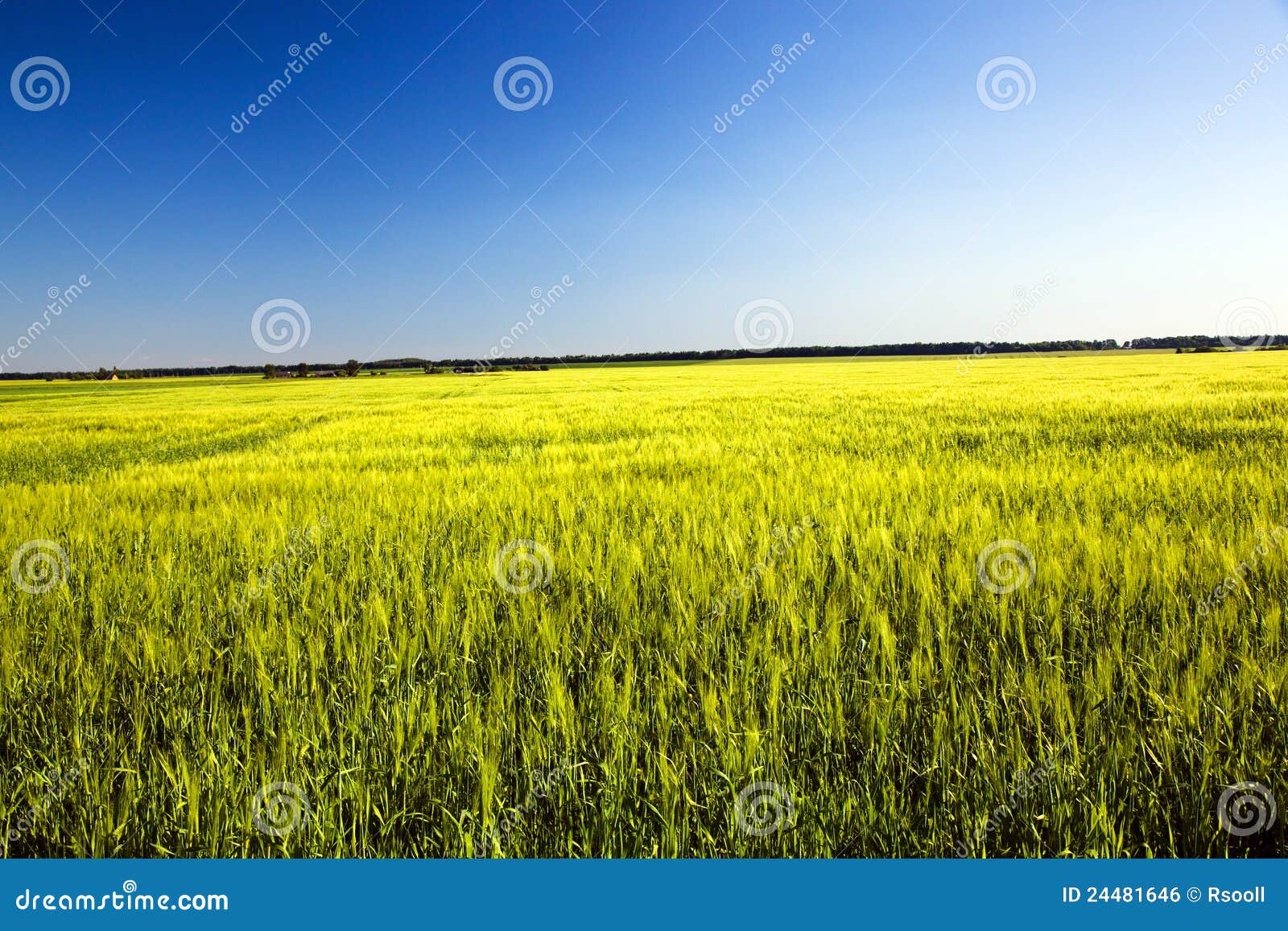 Cereals stock photo. Image of blue, growth, farm, outdoors - 24481646