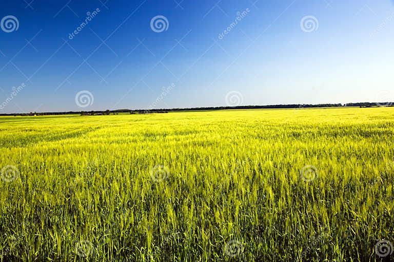 Cereals stock photo. Image of blue, growth, farm, outdoors - 24481646