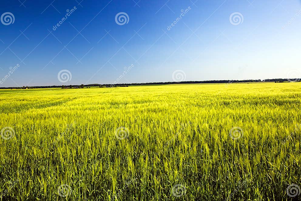 Cereals stock photo. Image of blue, growth, farm, outdoors - 24481646