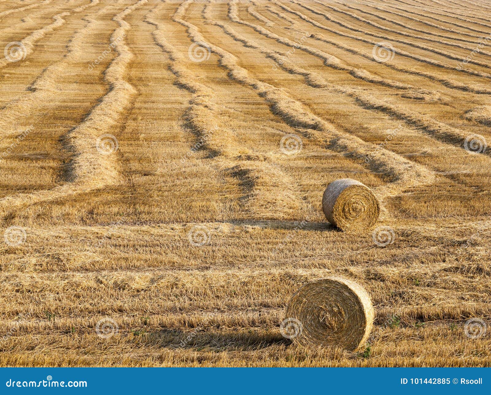 Cereals stack stock image. Image of crop, bundle, bread - 101442885