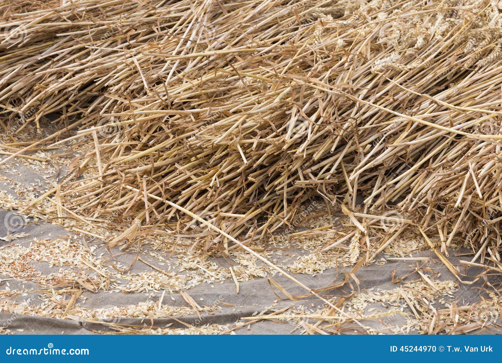Cereals at a Threshing Floor Stock Photo - Image of harvest ...