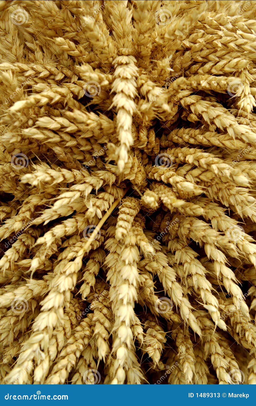 Cereals - wheat stock image. Image of yield, food, rural - 1489313