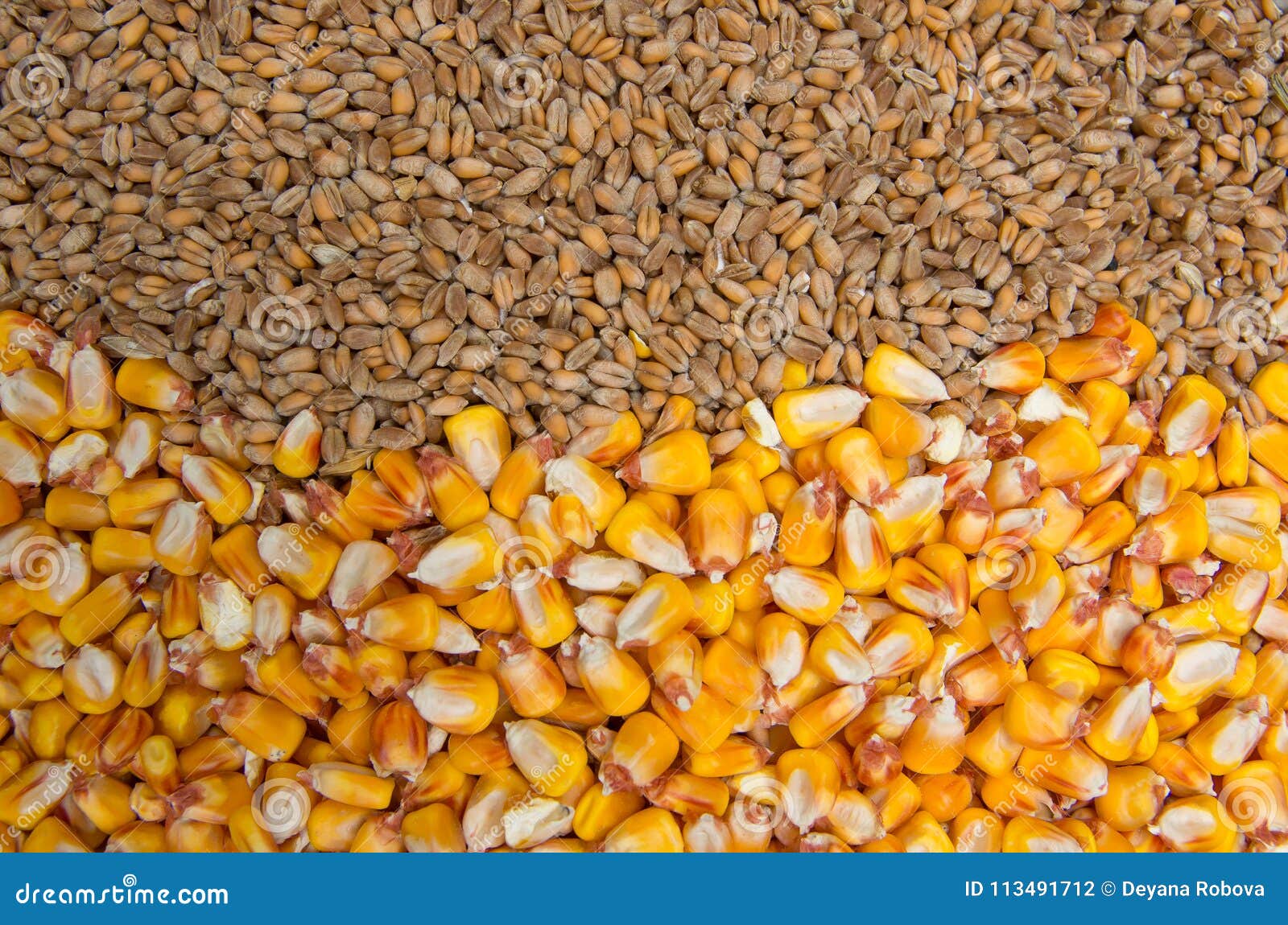 Cereals - wheat and corn stock photo. Image of ingredient - 113491712