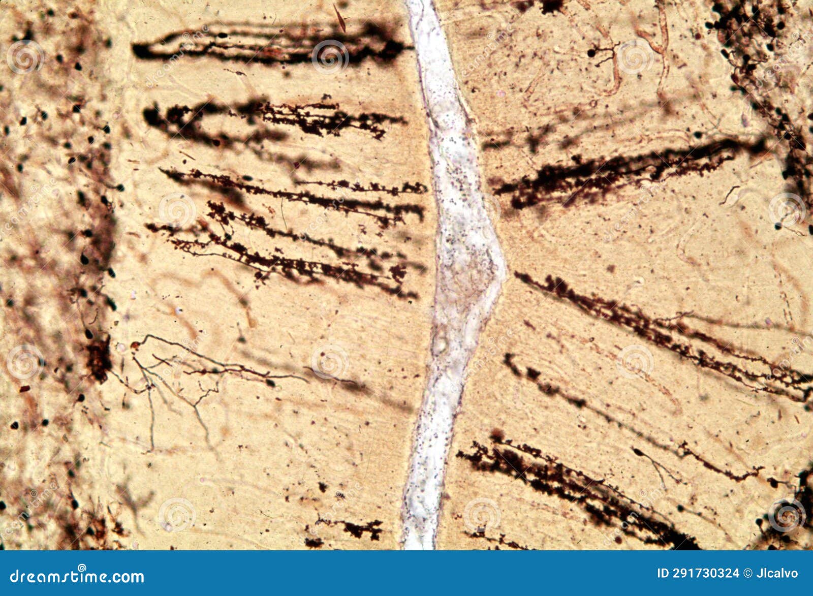 Cerebellar Cortex. Golgi Cell Royalty-Free Stock Photo | CartoonDealer ...