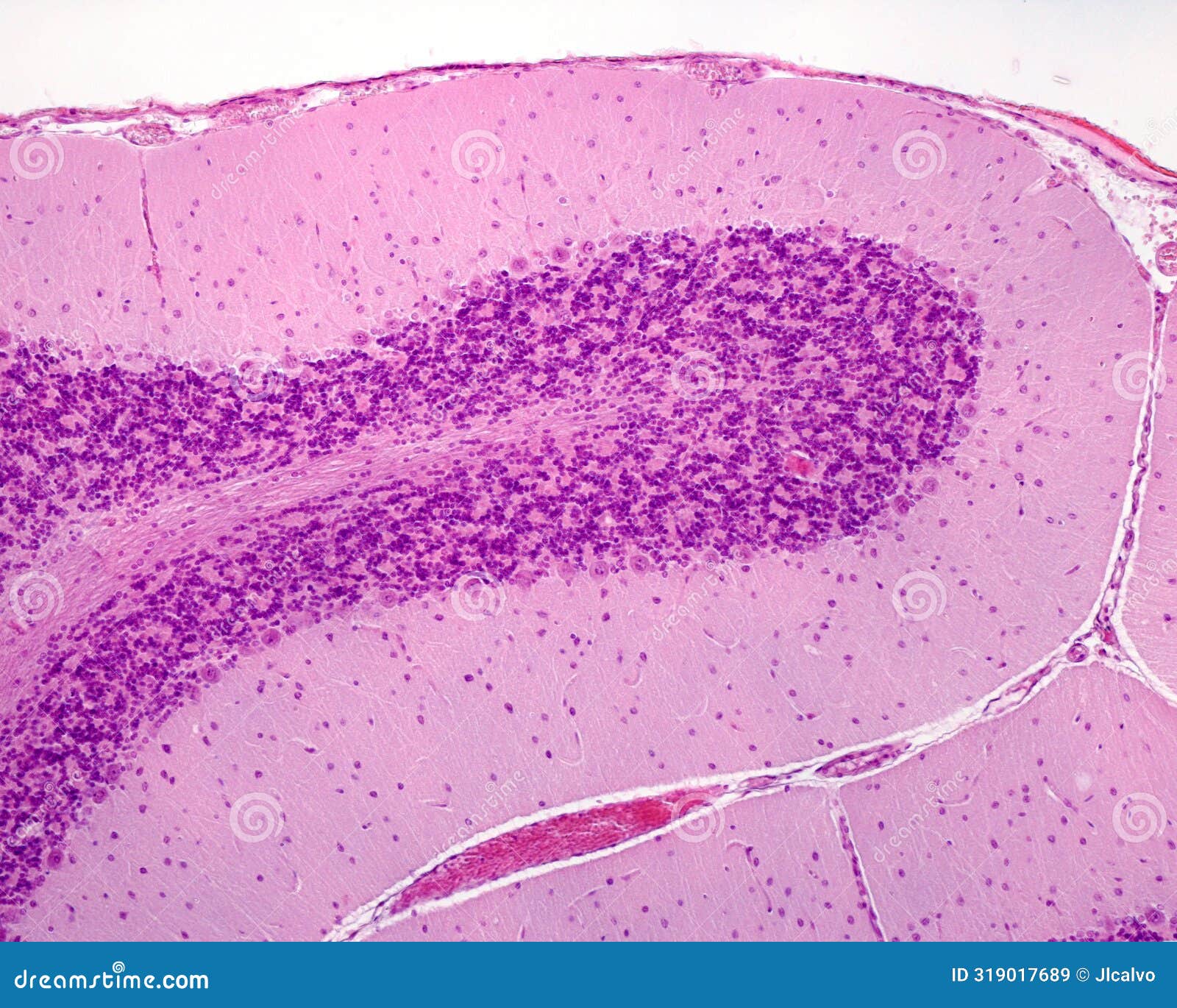 Cerebellar cortex folium stock image. Image of neurological - 319017689