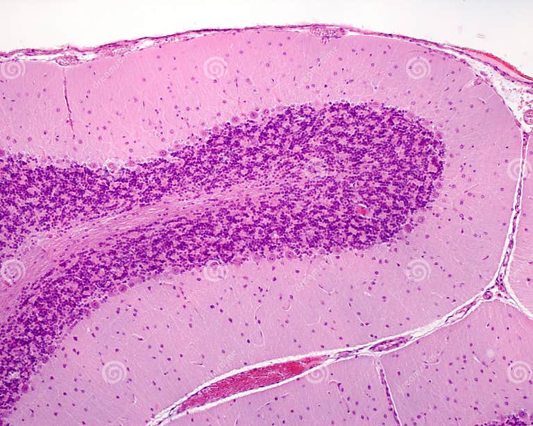 Cerebellar cortex folium stock image. Image of neurological - 319017689