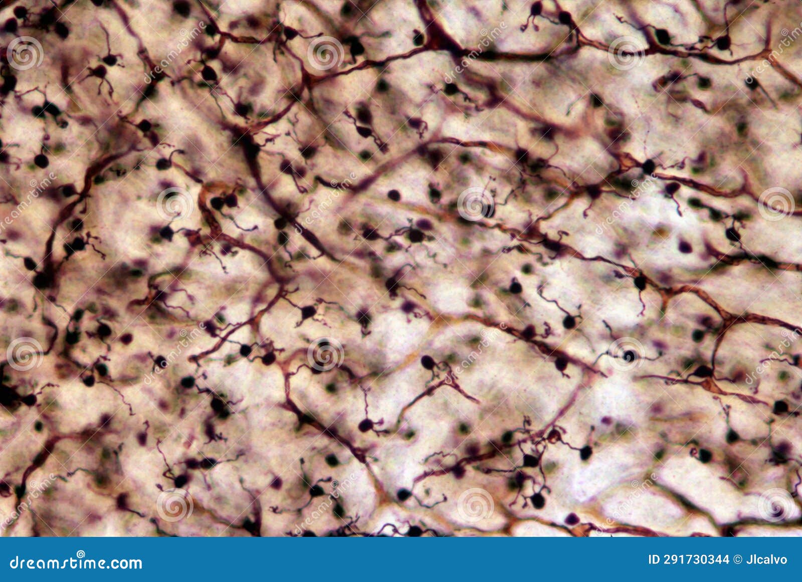 Cerebellar Cortex. Granular Layer Stock Photo - Image of neurohistology ...