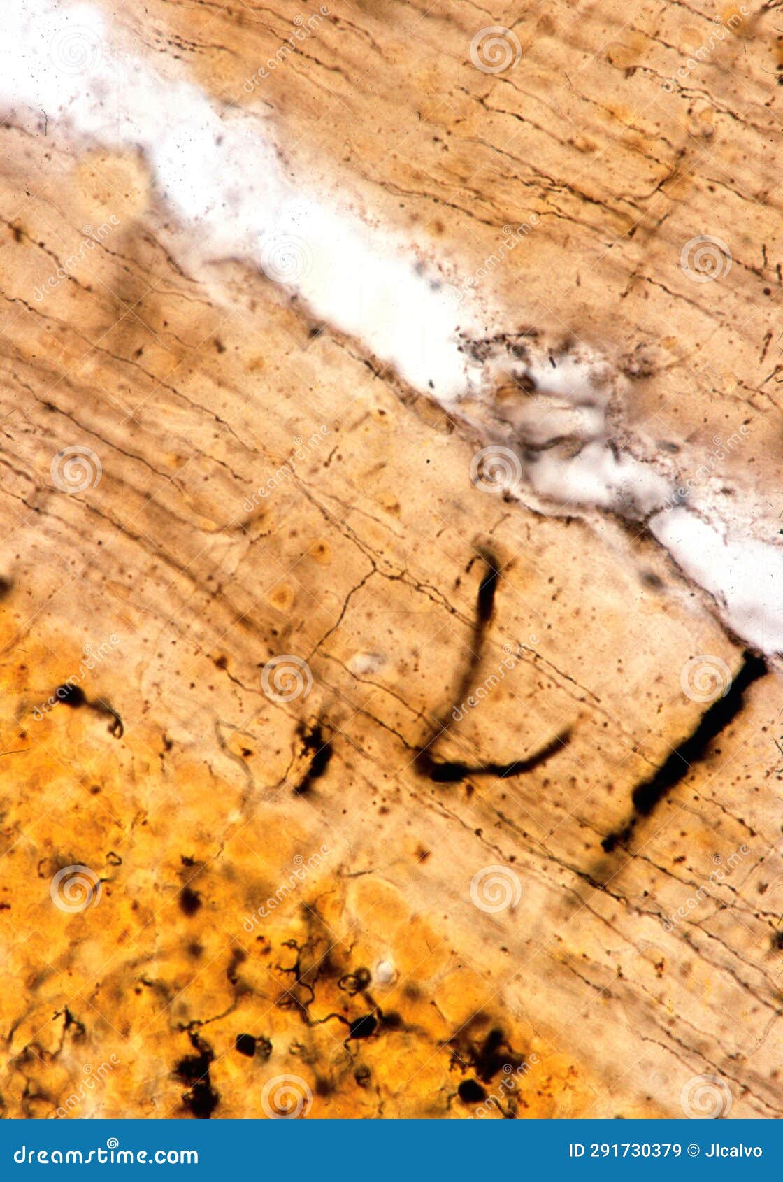 Cerebellar Cortex. Parallel Fibers Stock Image - Image of neuroscience ...