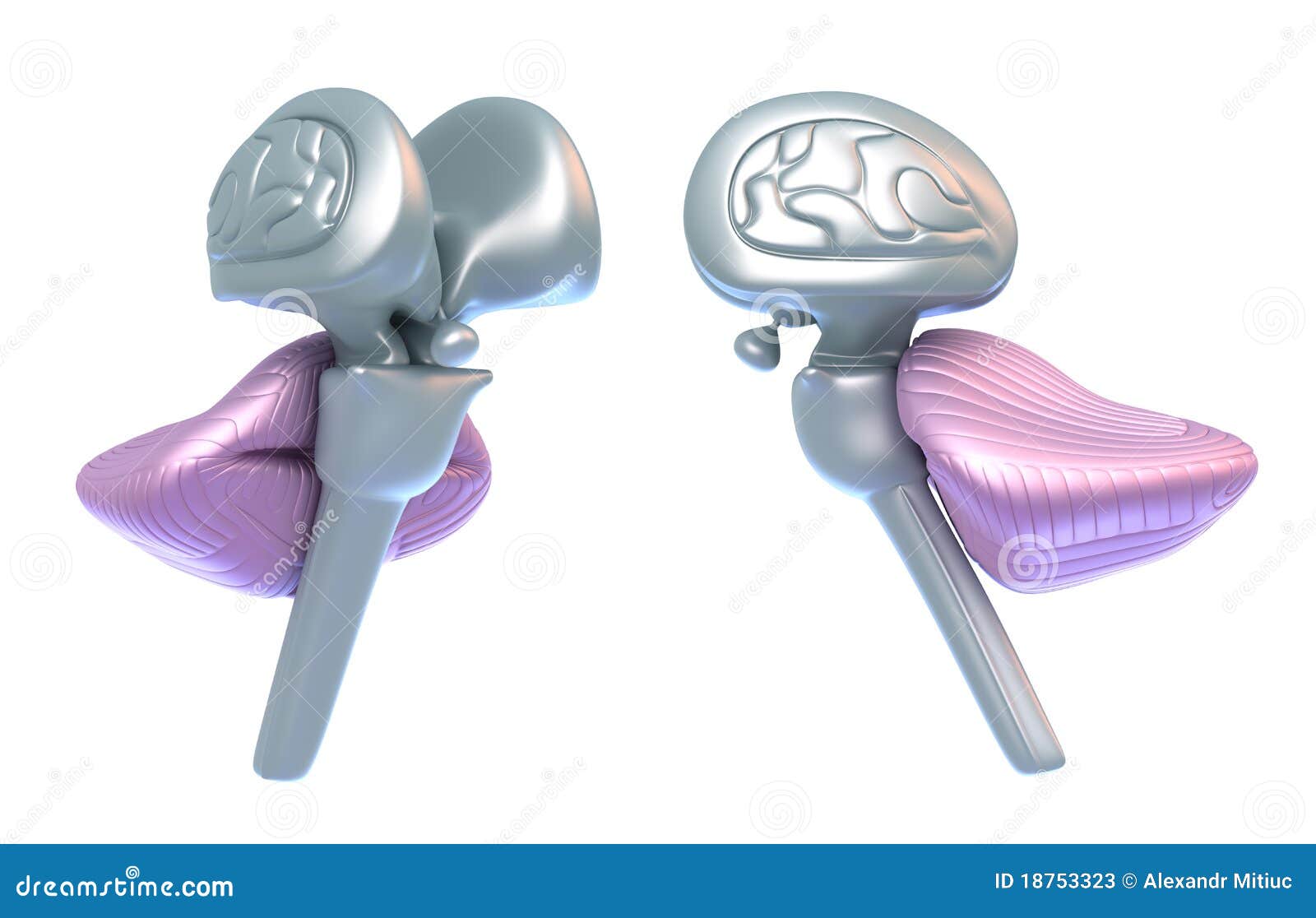 Brain Stem Parts Anatomical Model In Educational Labeled Outline ...