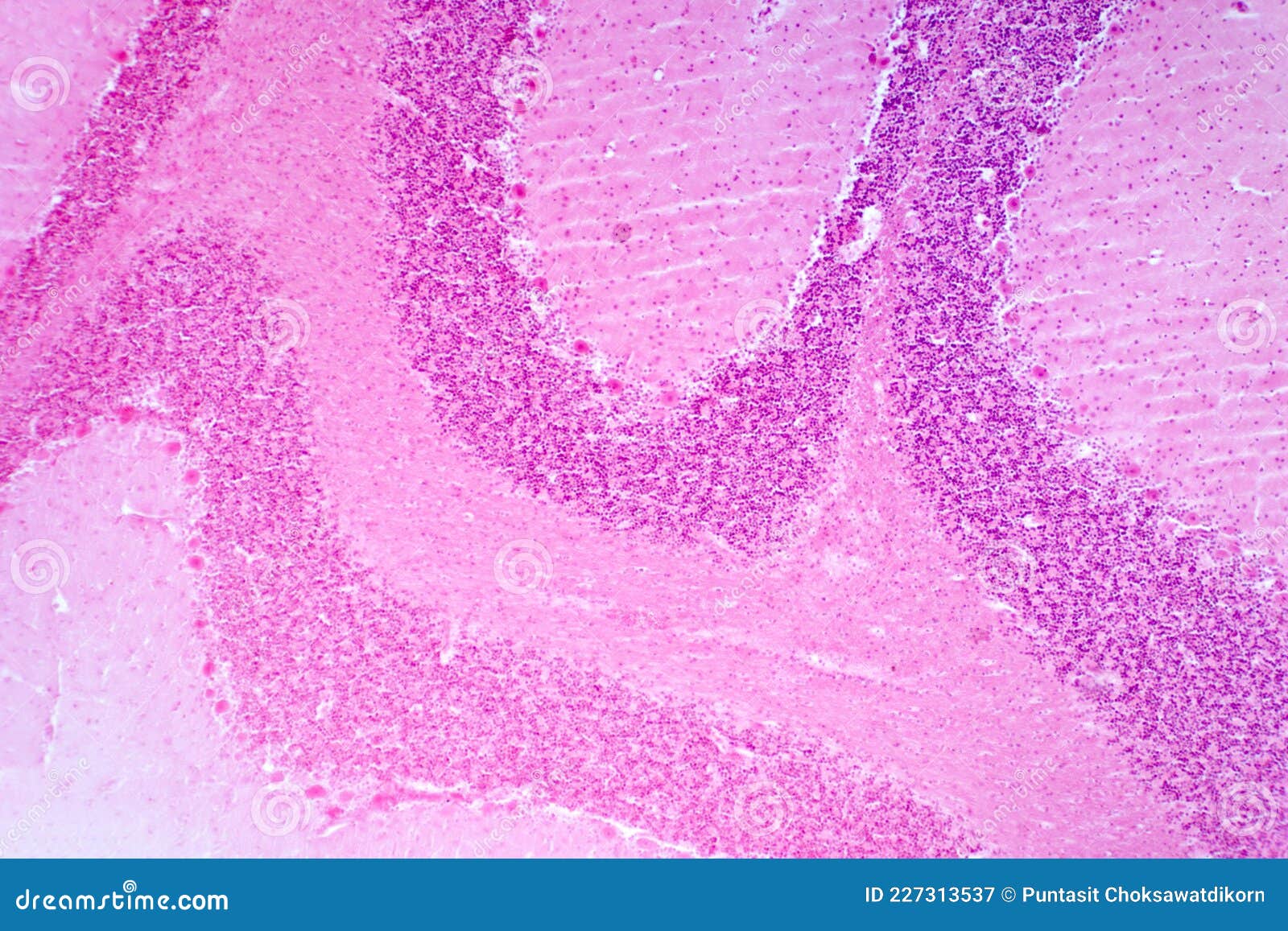 Cerebellum Cross Section Tissue Under the Light Microscope Stock Image ...