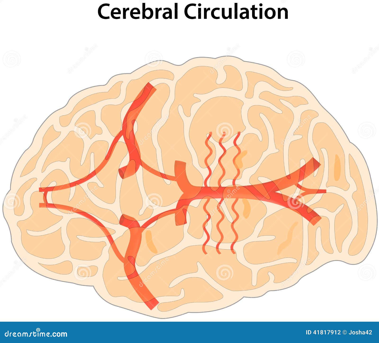 Brain Circulation Anatomy