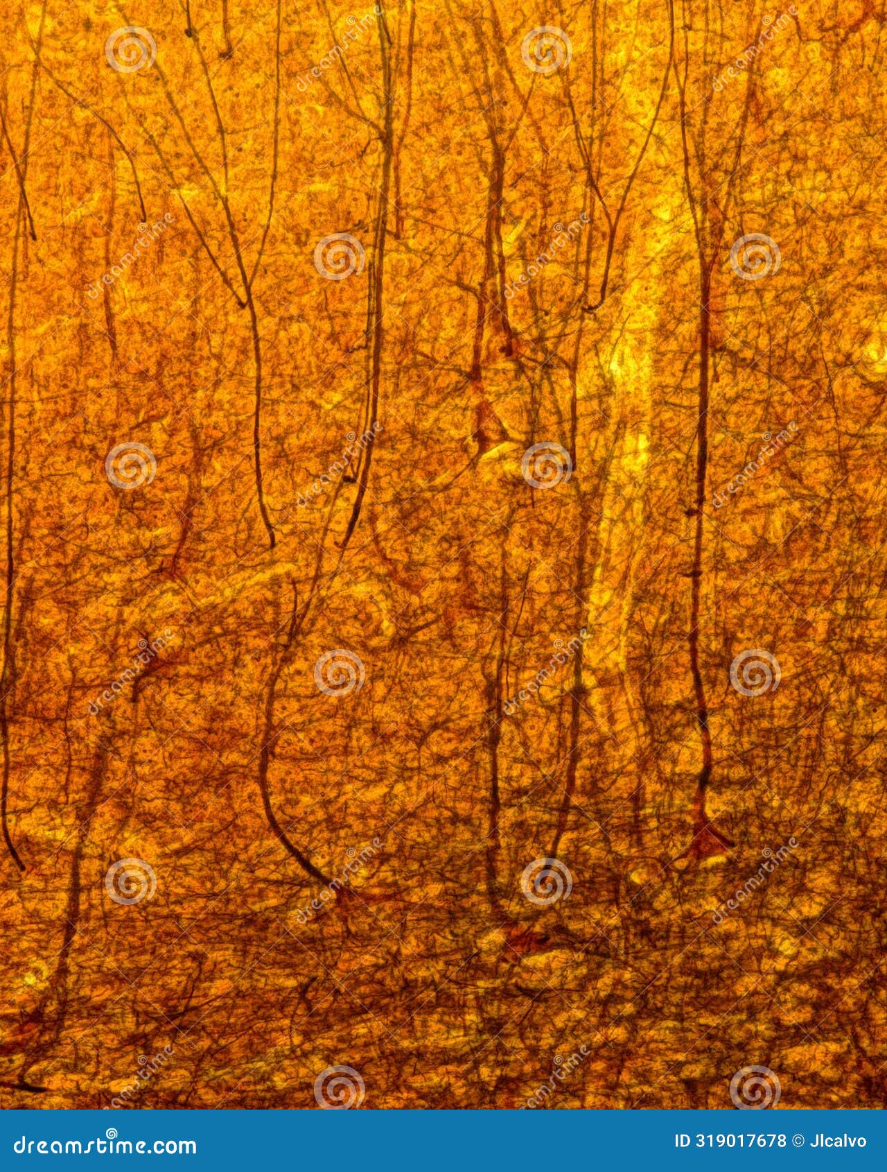 Cerebral Cortex. Pyramidal Cells Stock Photo - Image of neuron ...