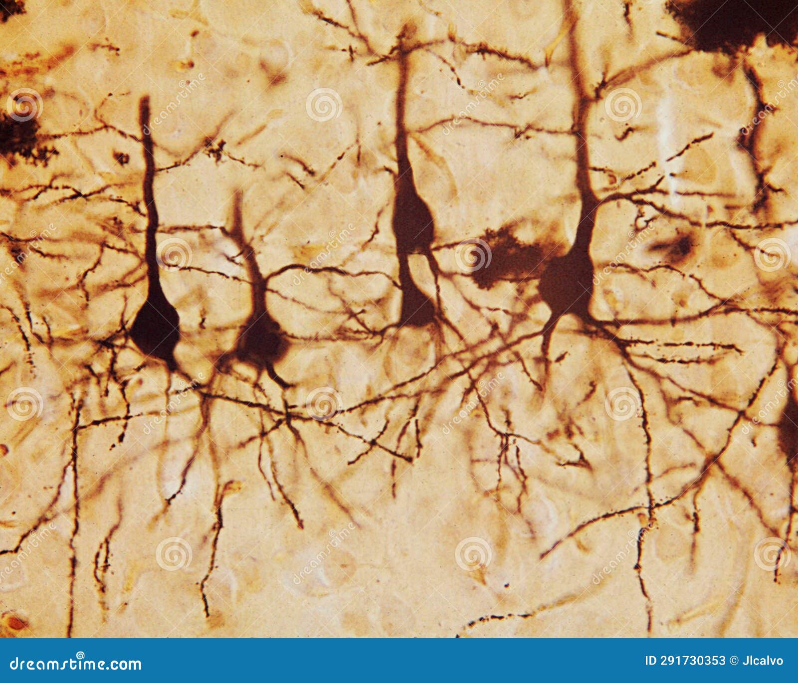 Cerebral Cortex. Pyramidal Neurons Stock Image - Image of neuron ...