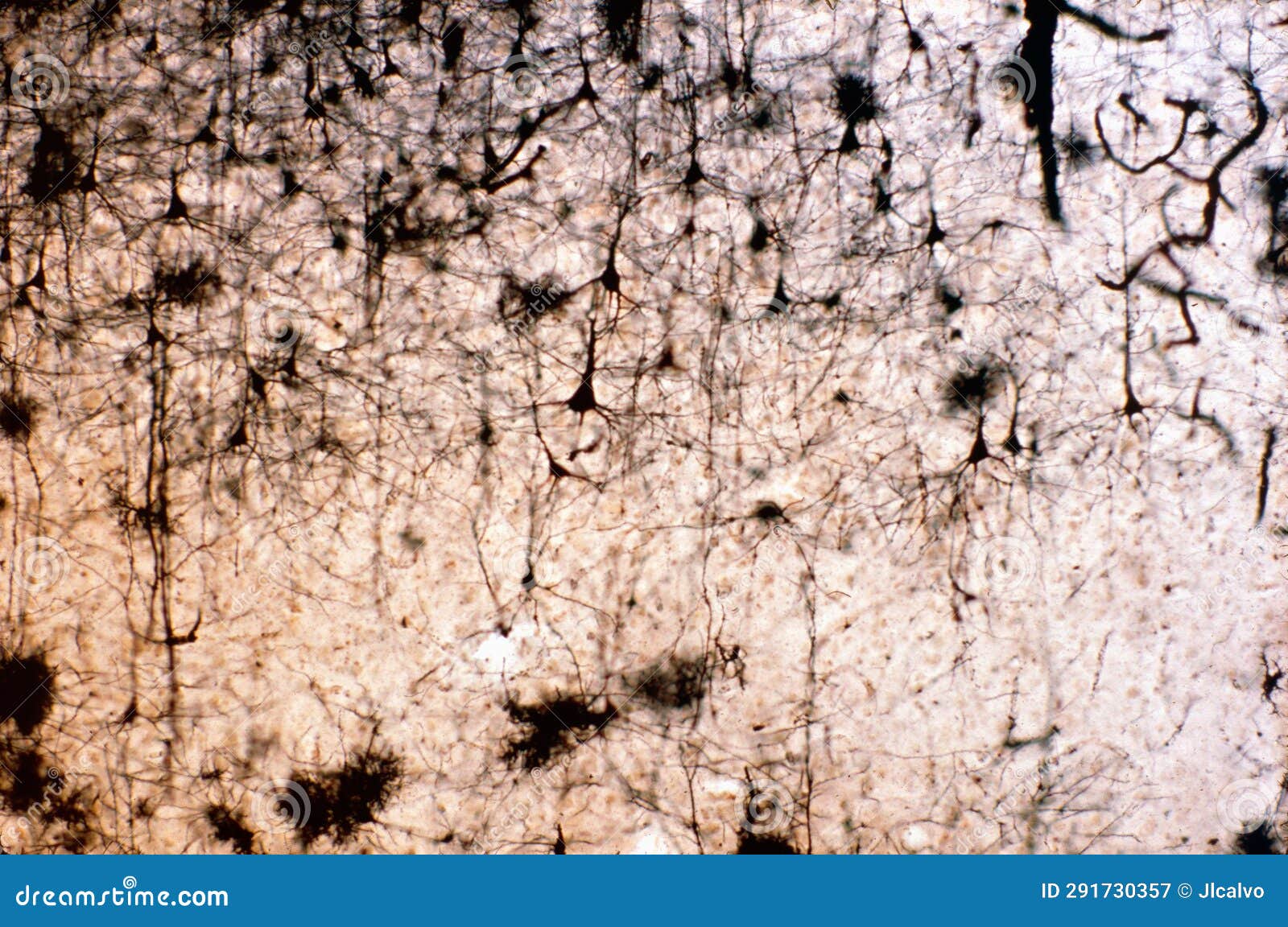 Cerebral Cortex. Pyramidal Neurons Stock Image | CartoonDealer.com ...