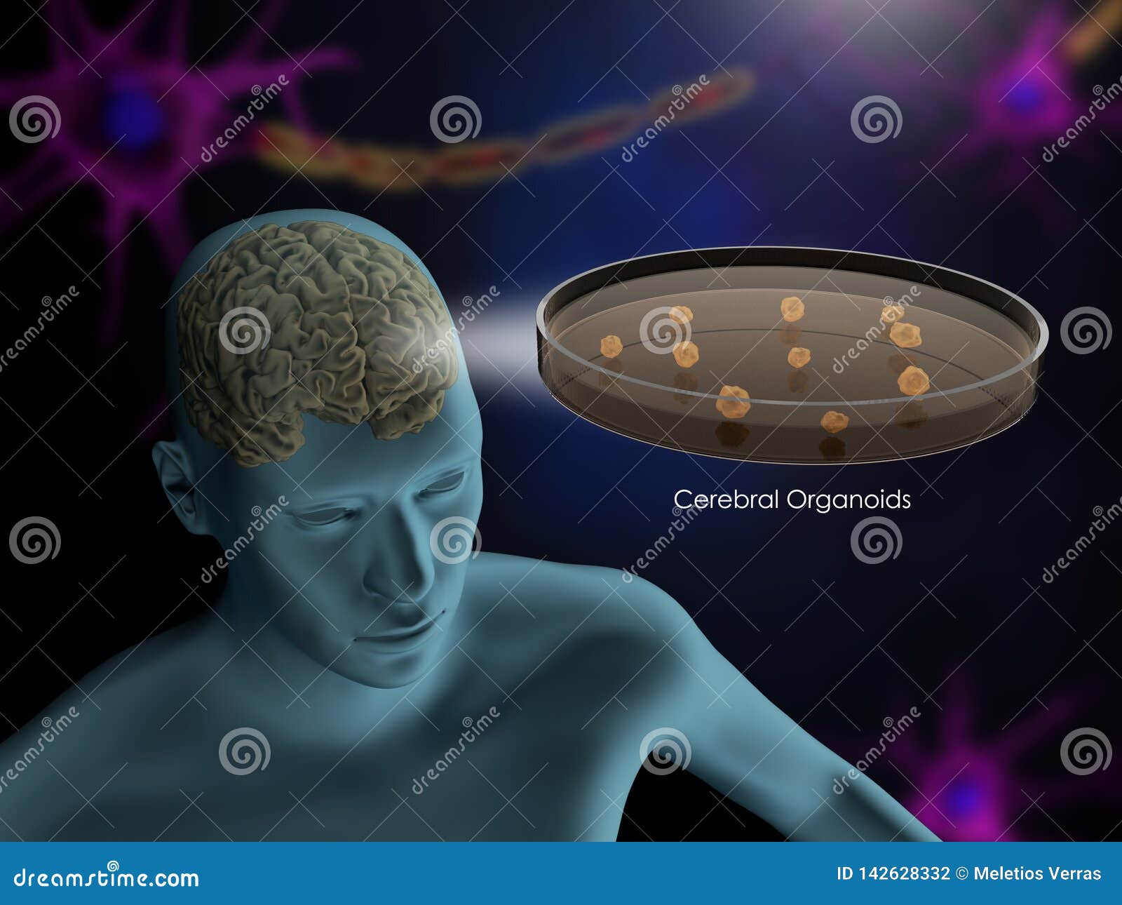 Cerebral organoids stock illustration. Illustration of neuron - 142628332