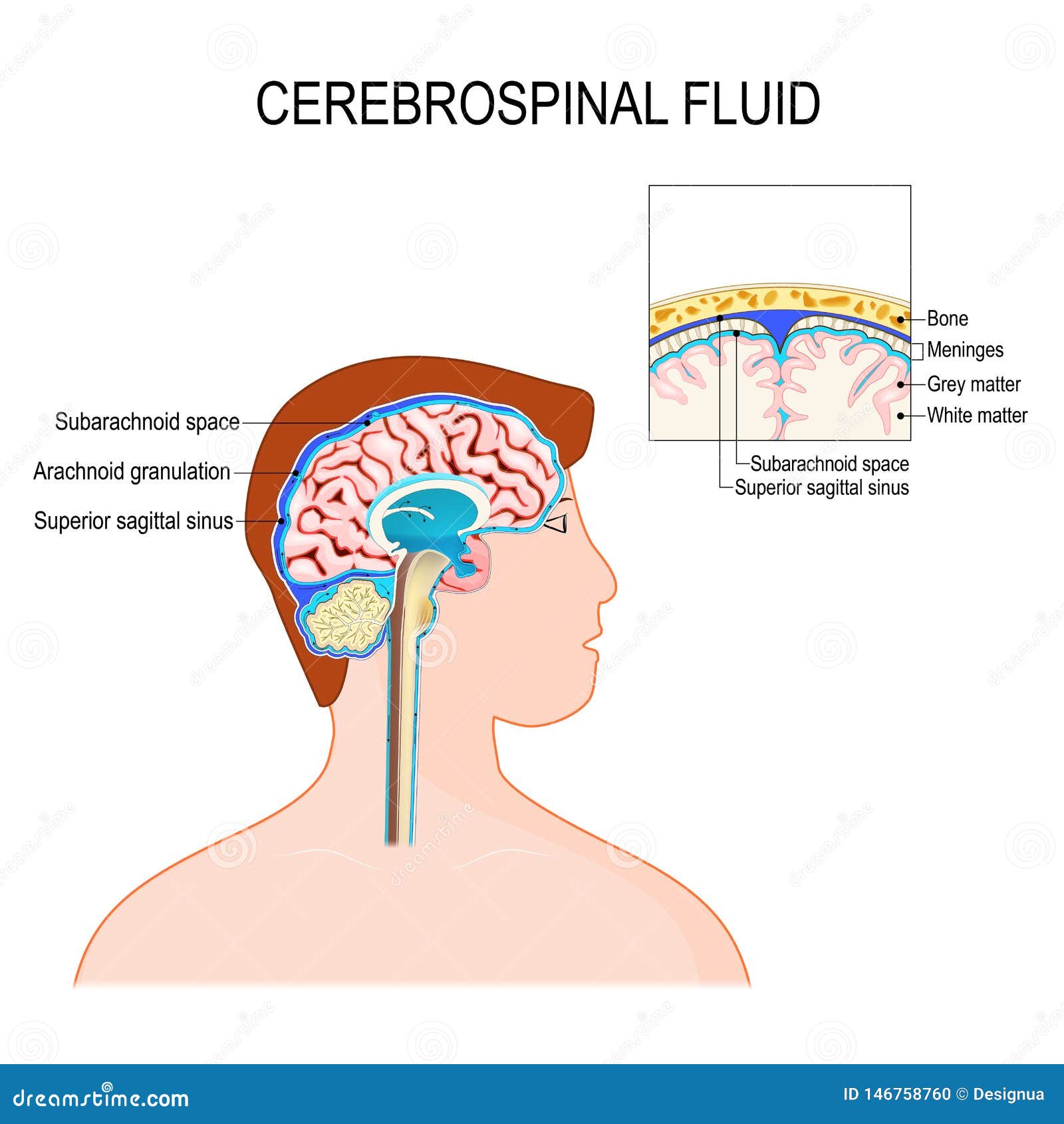 Cerebrospinal Fluid CSF is a Clear Fluid in the Brain and Spinal Cord ... Cerebrospinal Fluid CSF is a Clear Fluid in the Brain and Spinal Cord ...