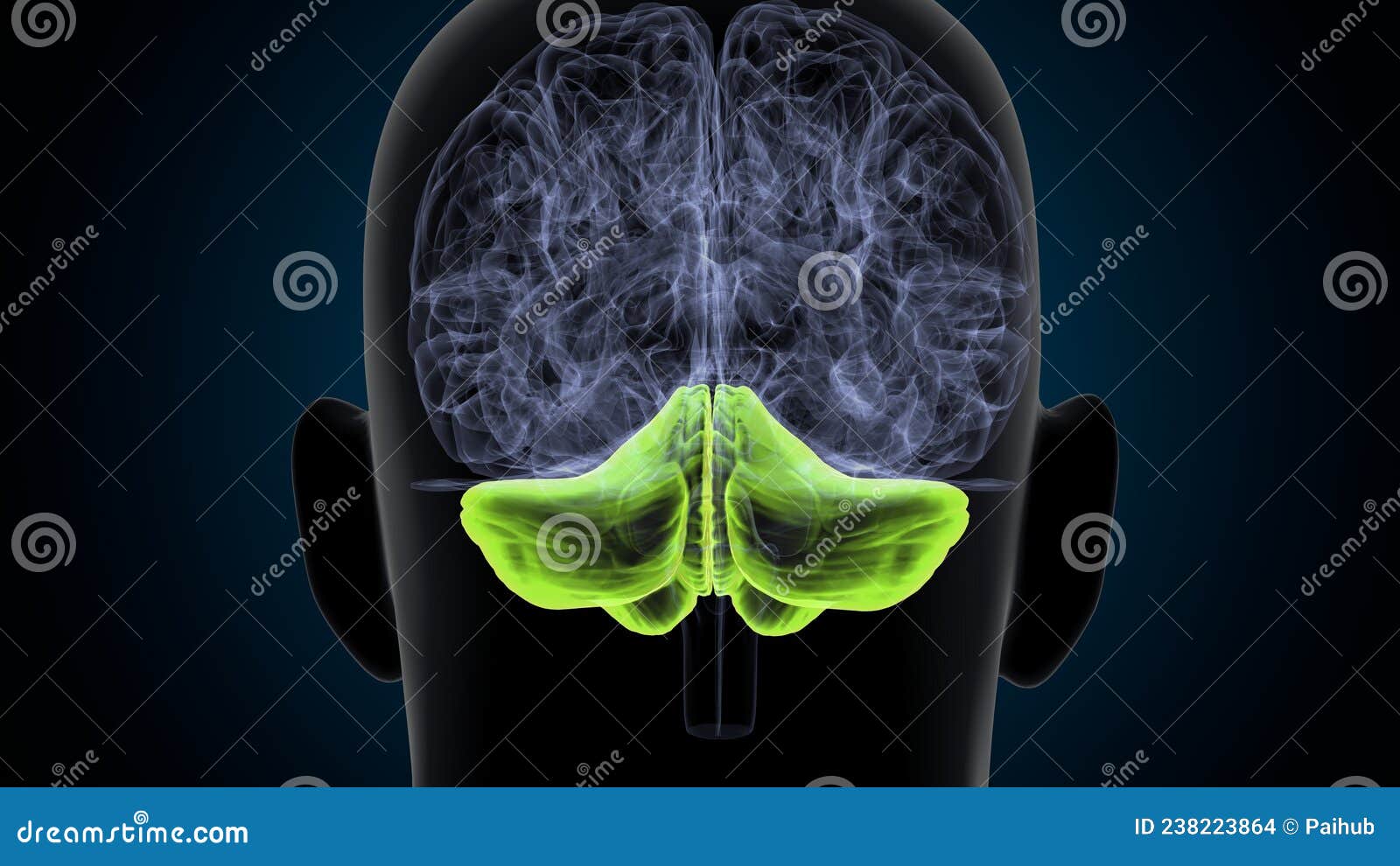 3d Illustration of Human Body Organ Brain Cerebrum Anatomy. Stock ...