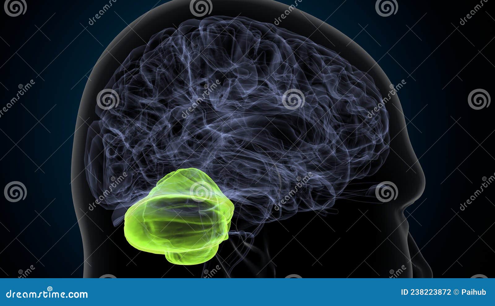 3d Illustration of Human Body Organ Brain Cerebrum Anatomy. Stock ...