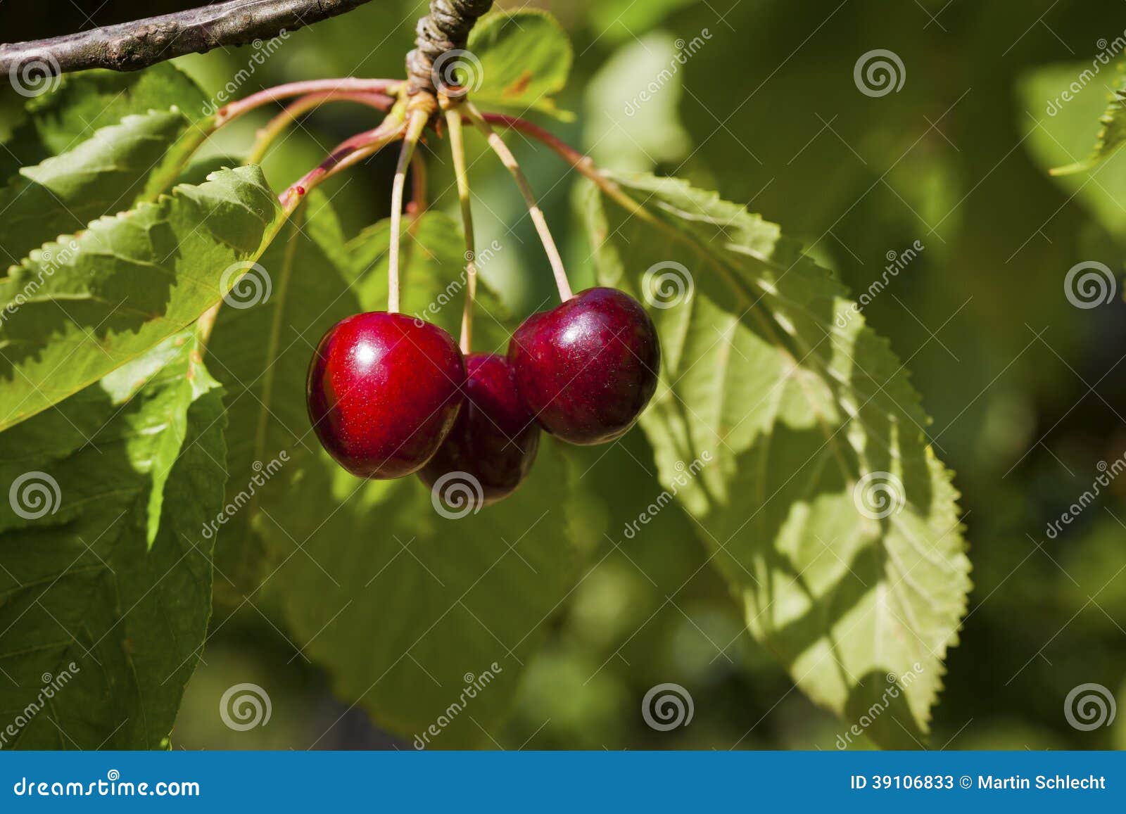 Cereja imagem de stock. Imagem de orgânico, cereja, fruta - 39106833