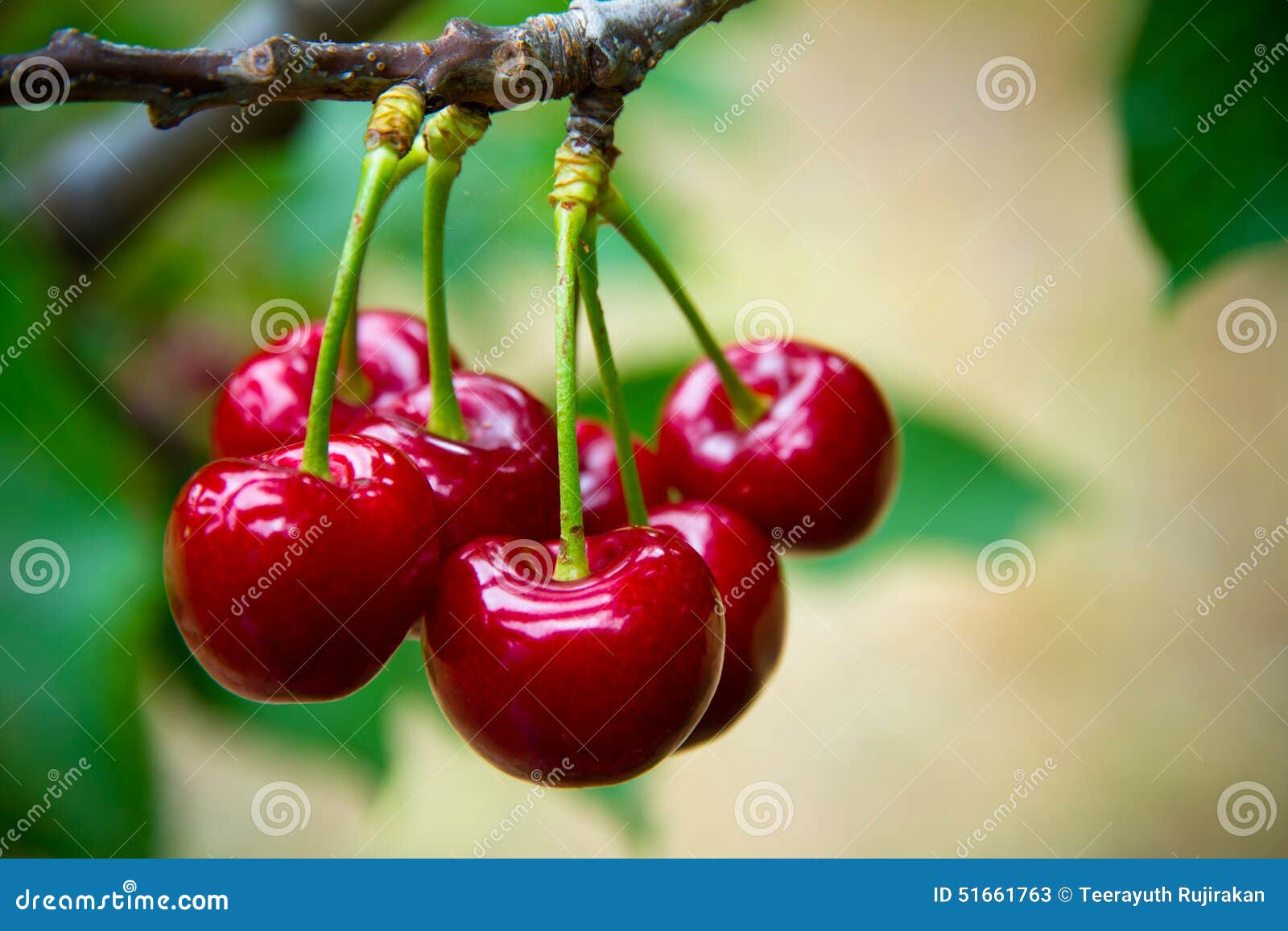Cereja imagem de stock. Imagem de fazenda, verde, delicioso - 51661763