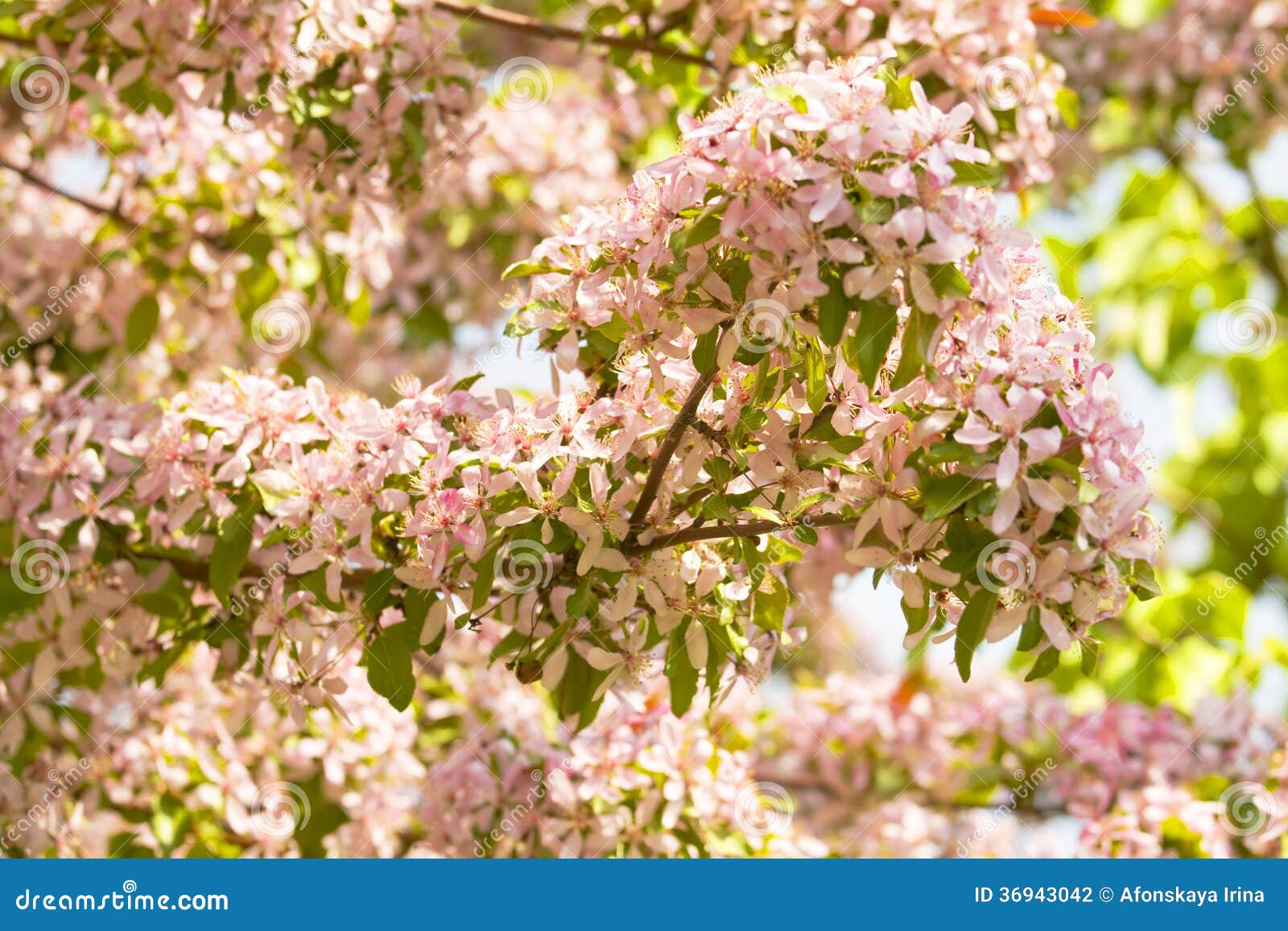 Cereja cor-de-rosa foto de stock. Imagem de planta, cereja - 36943042