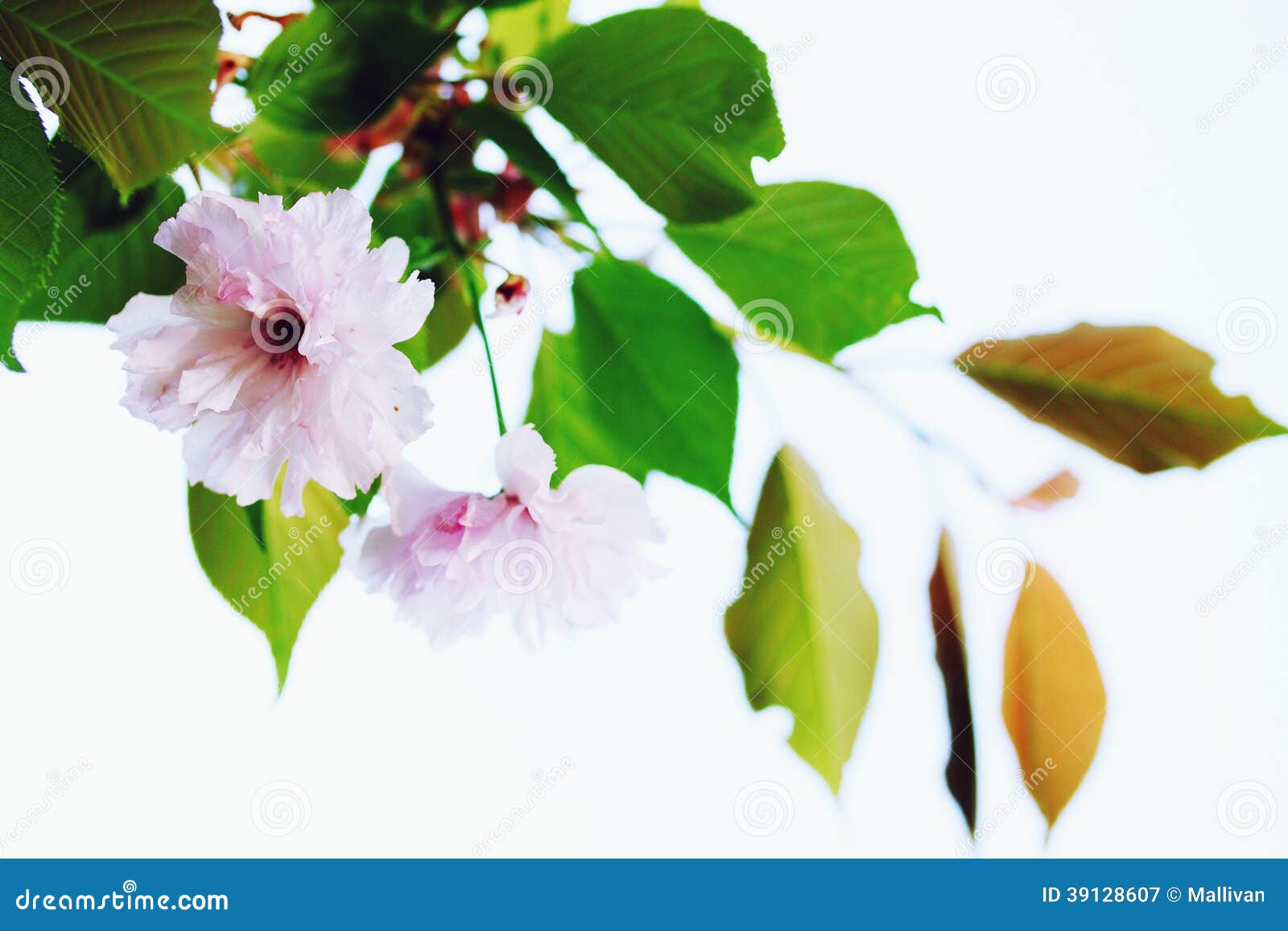 Cereja cor-de-rosa imagem de stock. Imagem de amor, raso - 39128607