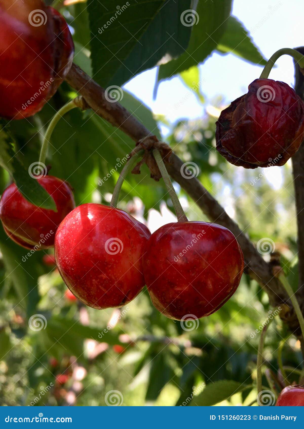Cereja doce imagem de stock. Imagem de vermelho, doce - 151260223