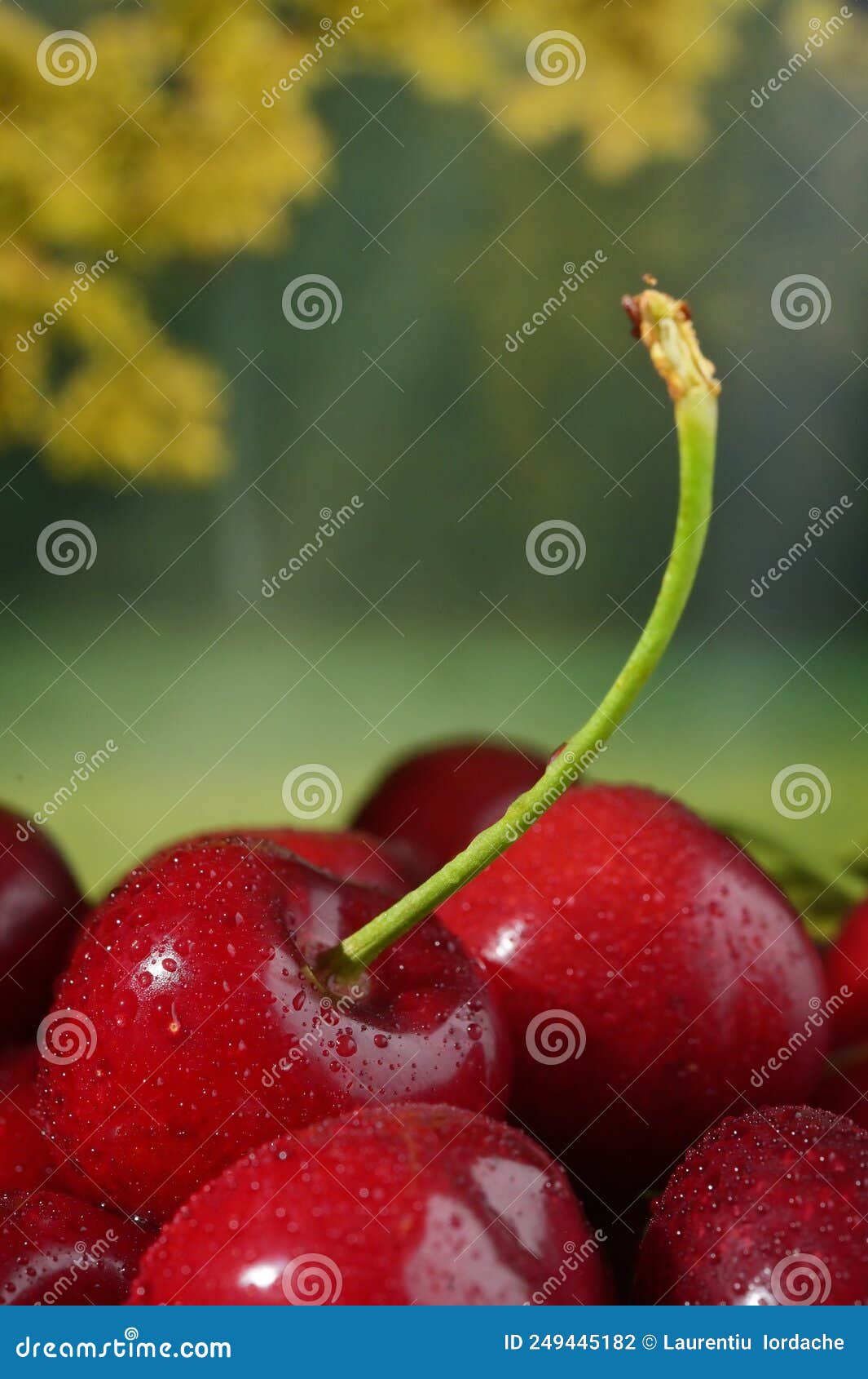 Cereja No Cesto Com Fundo Natural Foto de Stock - Imagem de cesta ...