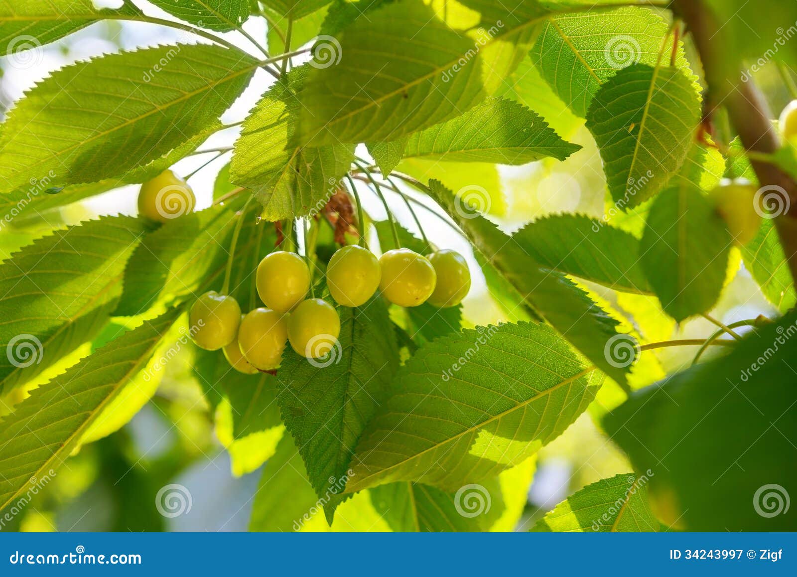 Cerejas verdes verdes imagem de stock. Imagem de apetite - 34243997