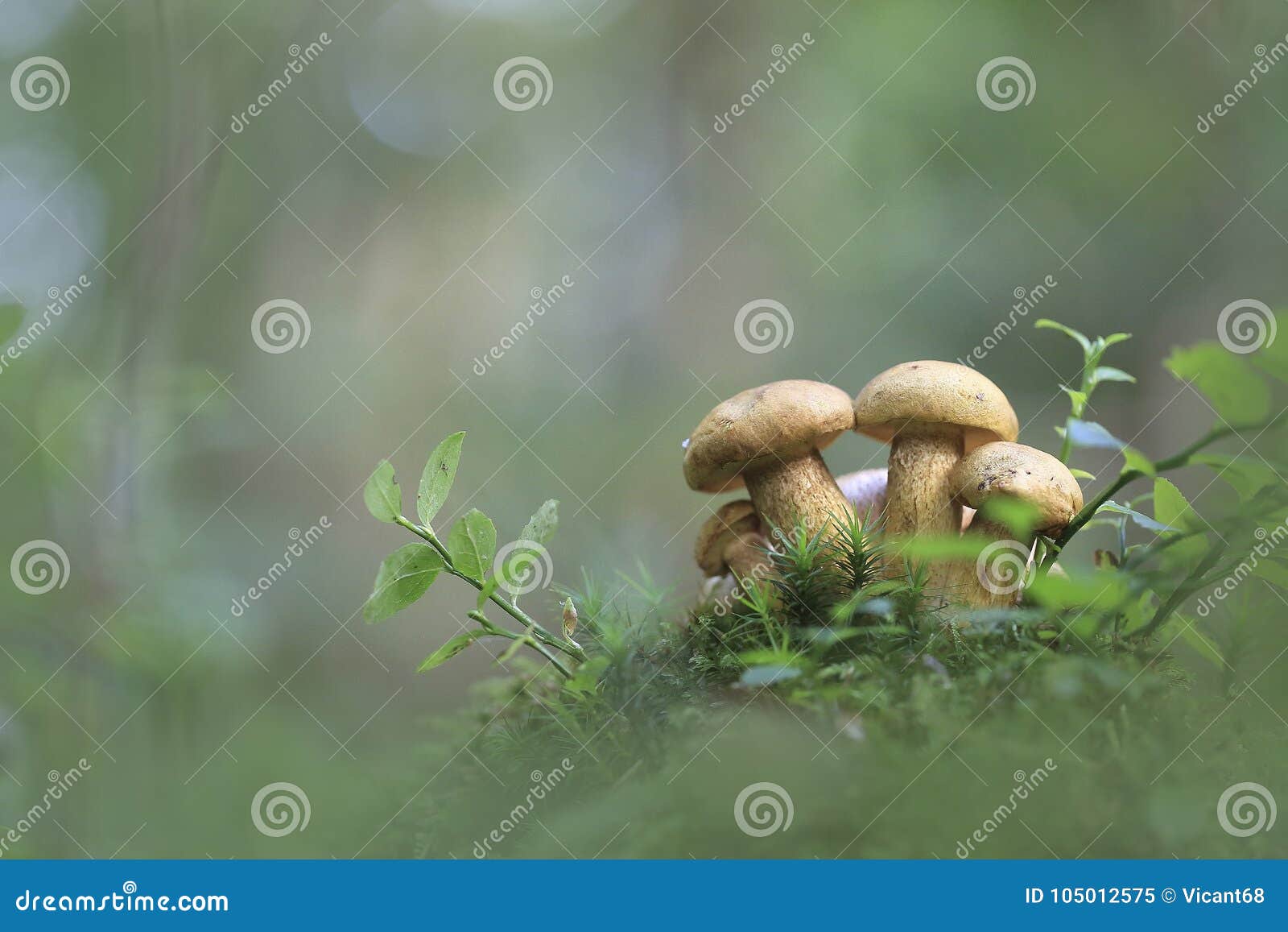 Ceremonious family. stock image. Image of needles, leaves - 105012575