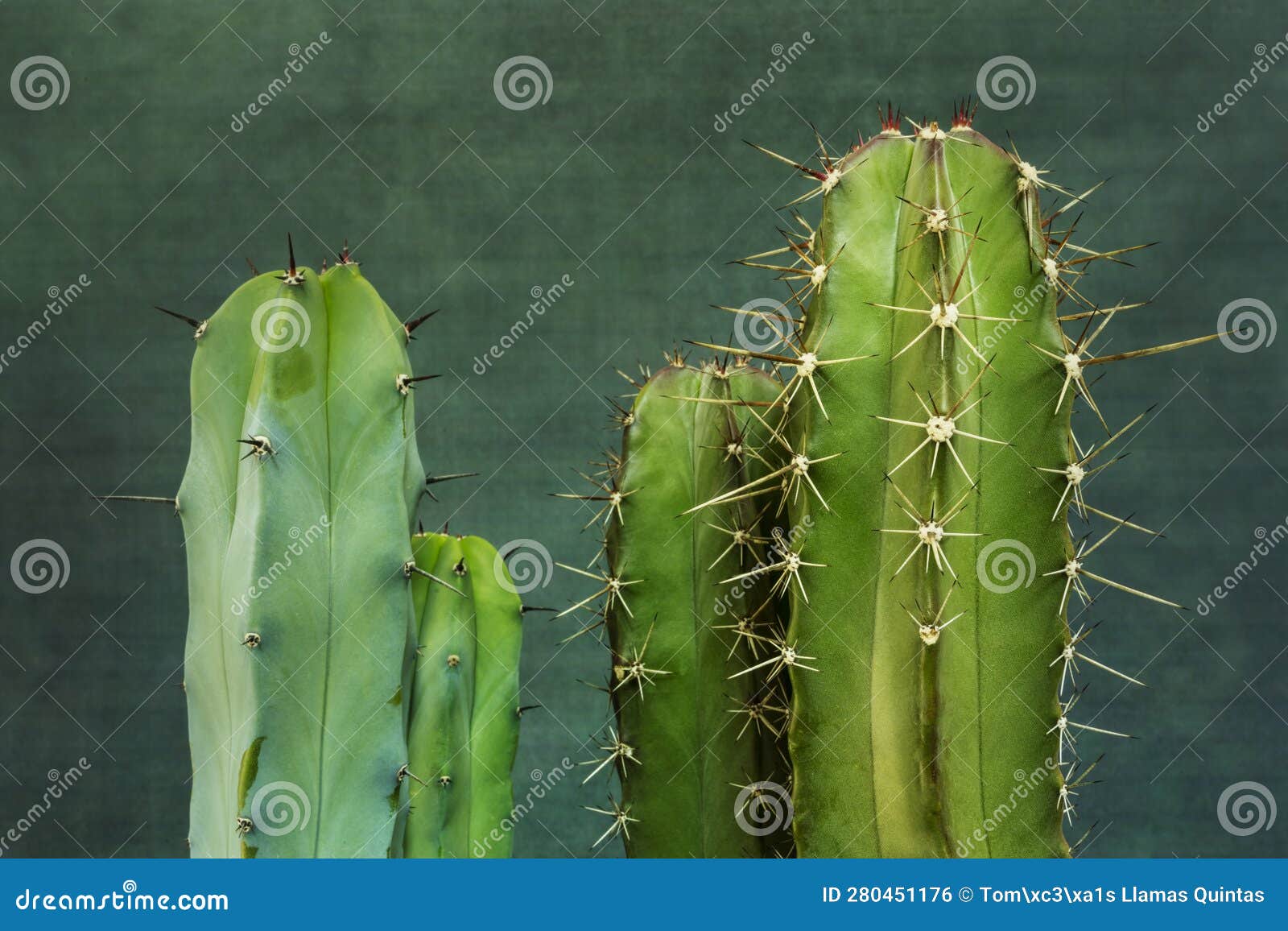 Cereus Cacti are Columnar in Shape and Feature Well-defined Ribs, As ...