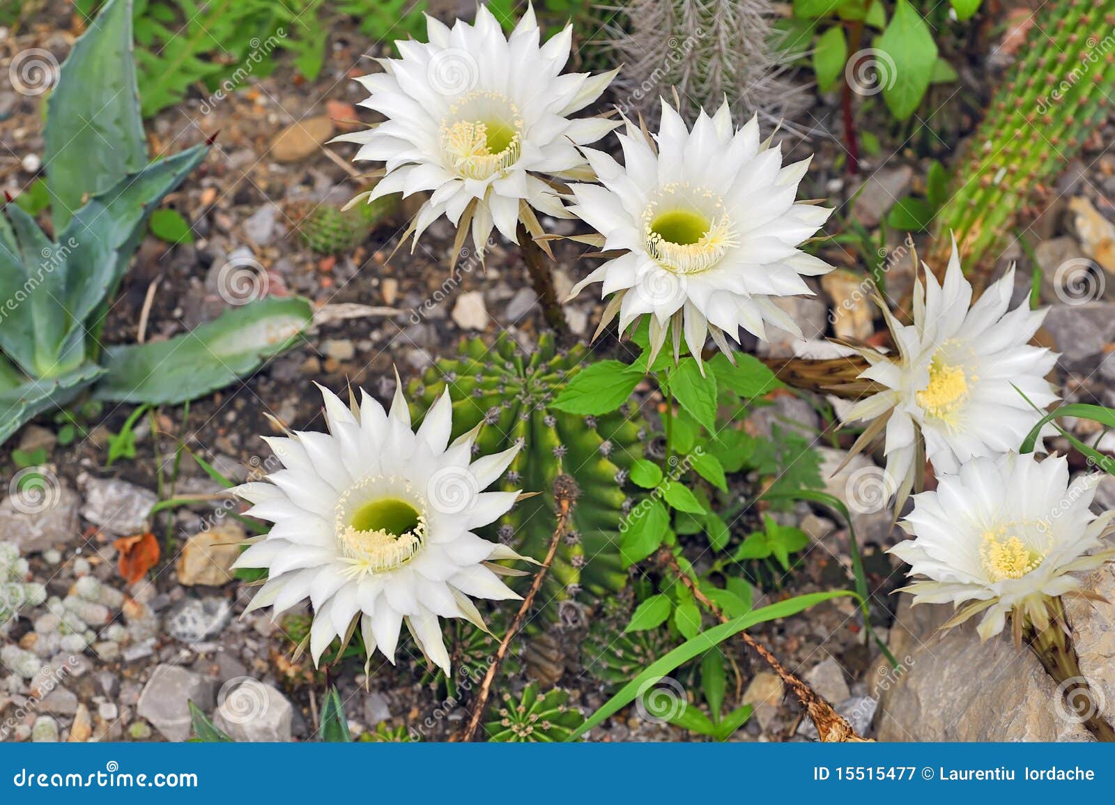 Cereus Cactus Royalty-Free Stock Photography | CartoonDealer.com #15515477