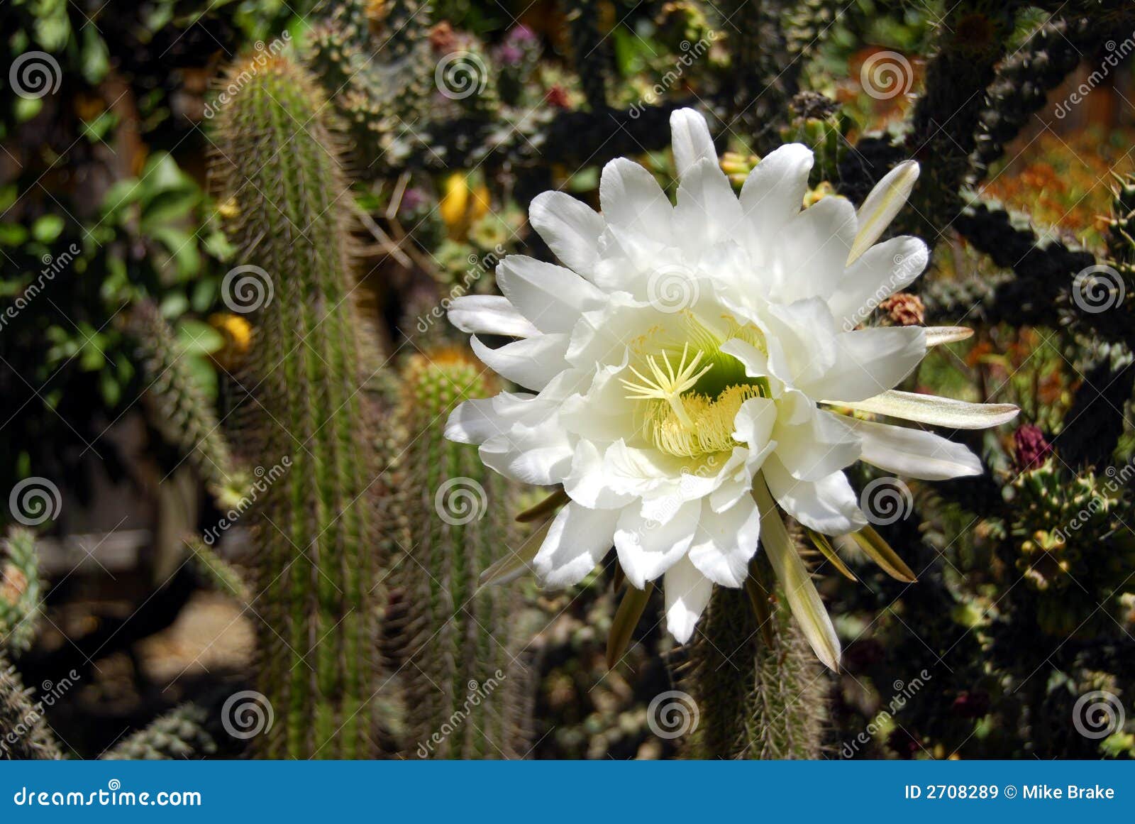 Cereus Cactus Flower stock image. Image of queen, epiphyllum - 2708289