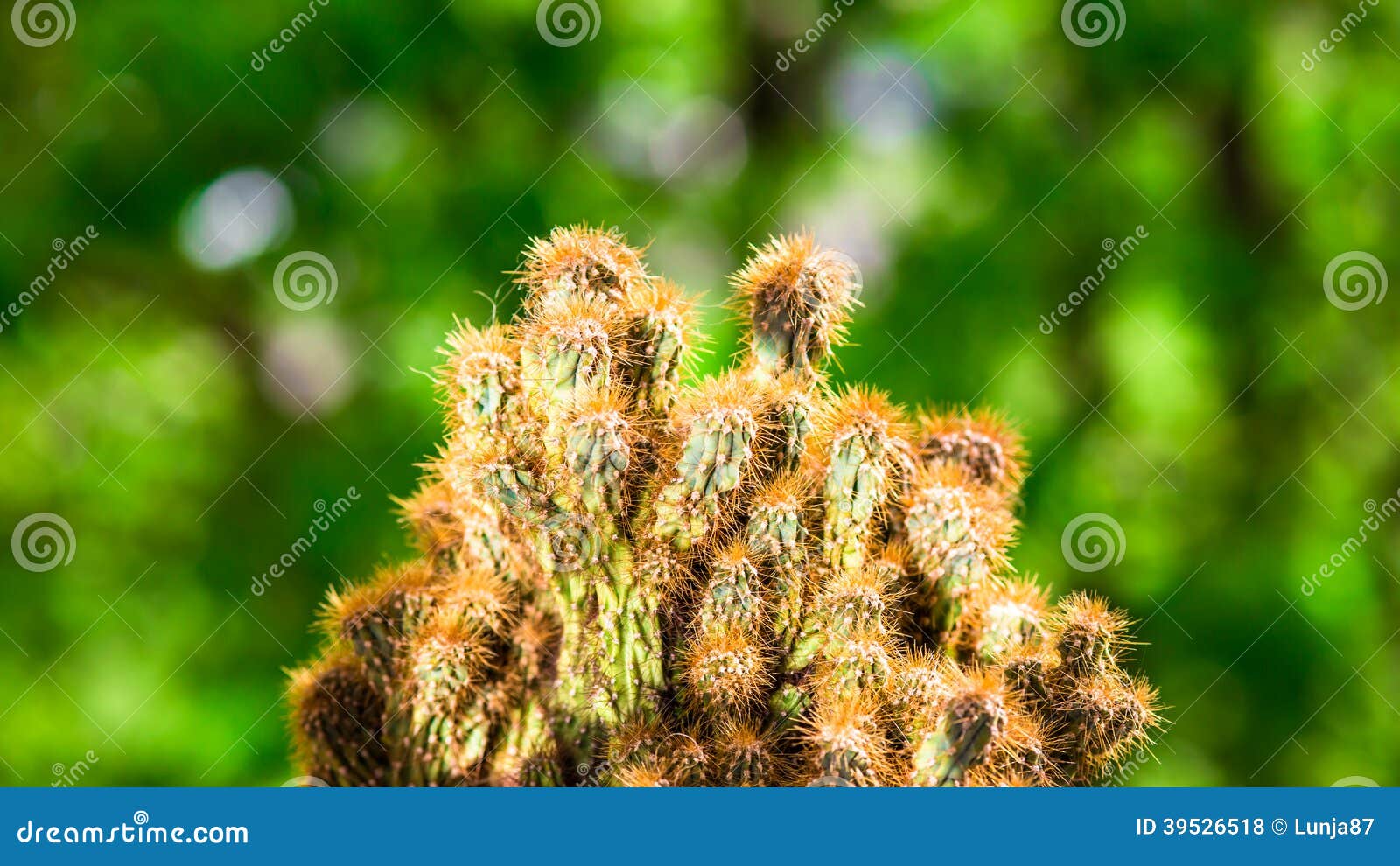 Cereus Peruvianus Monstrosus Cactus Stock Photo - Image of prickly ...