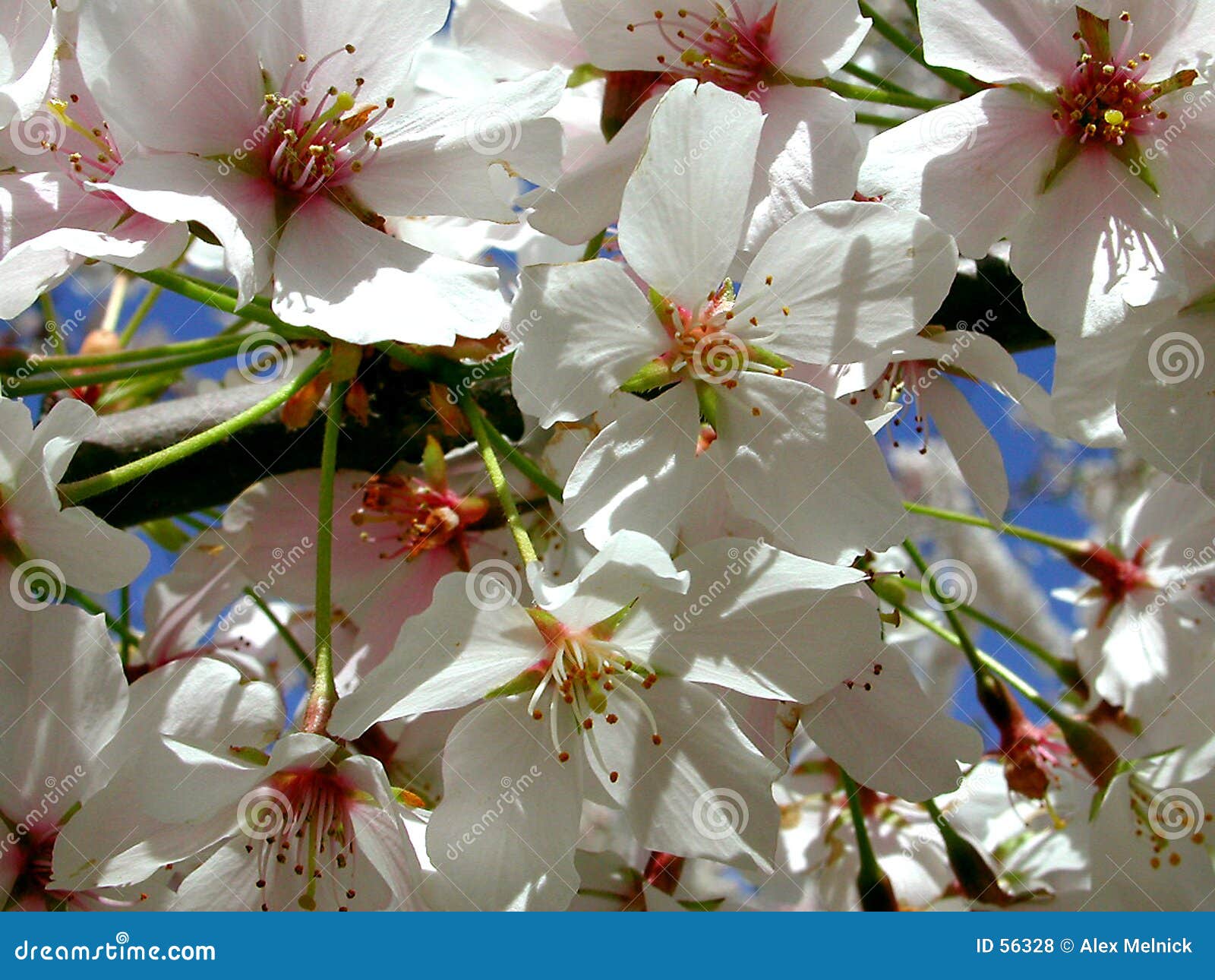 Cereza Blossums foto de archivo. Imagen de cereza, blanco - 56328