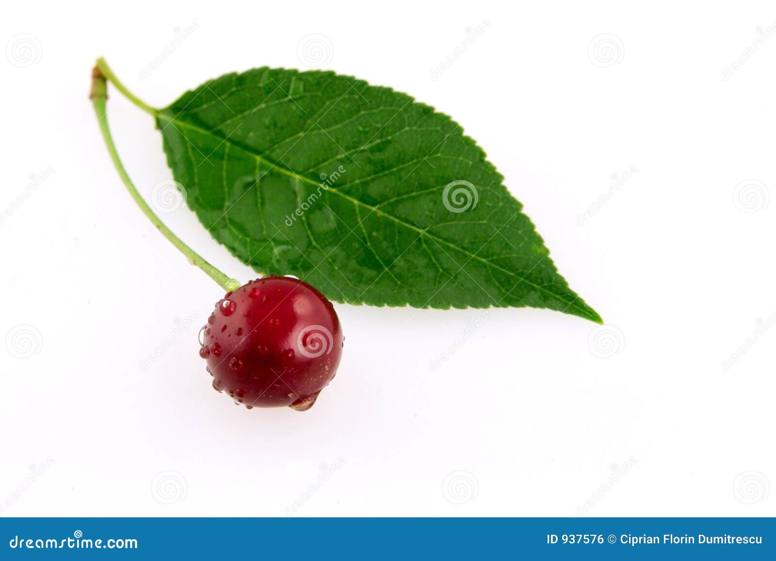 Cereza de guinda foto de archivo. Imagen de coma, verano - 937576