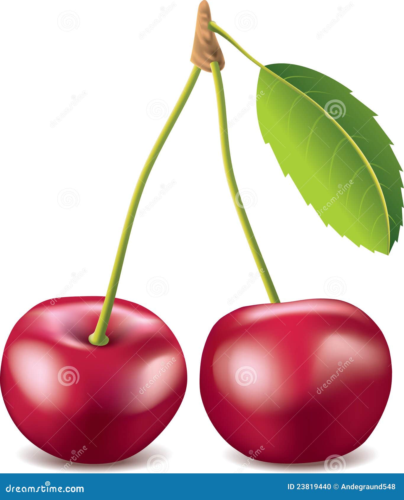 Cereza en blanco ilustración del vector. Ilustración de foto - 23819440