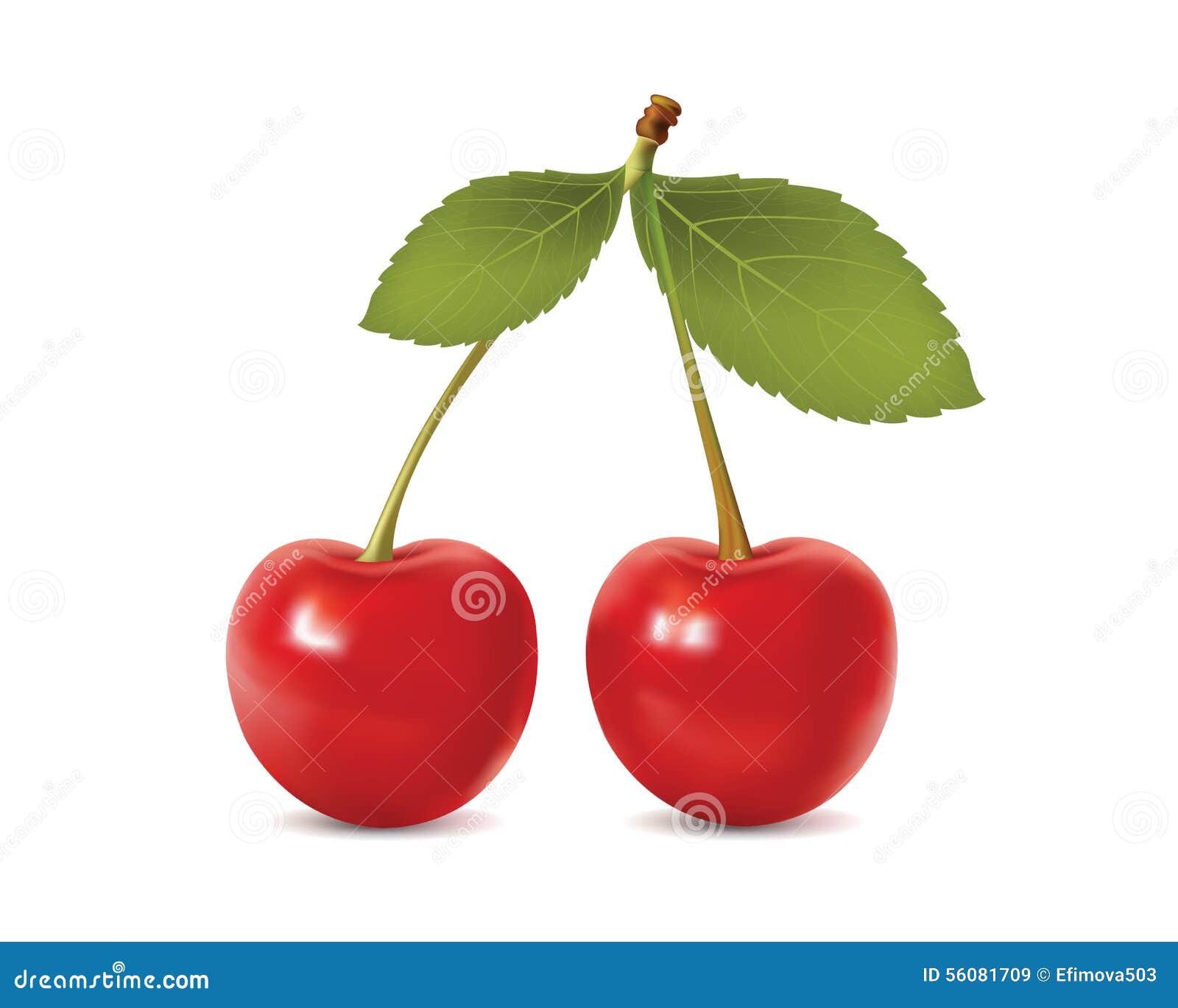 Cereza hermosa stock de ilustración. Ilustración de blanco - 56081709