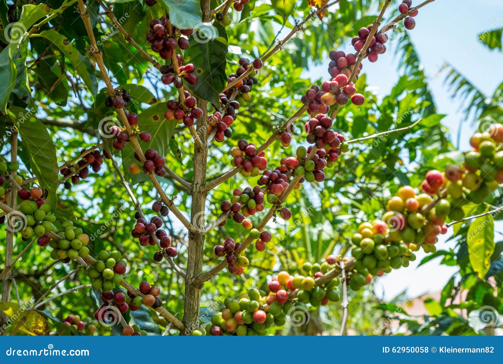 Cerezas Del Café En Una Planta Foto de archivo - Imagen de rojo, bayas ...