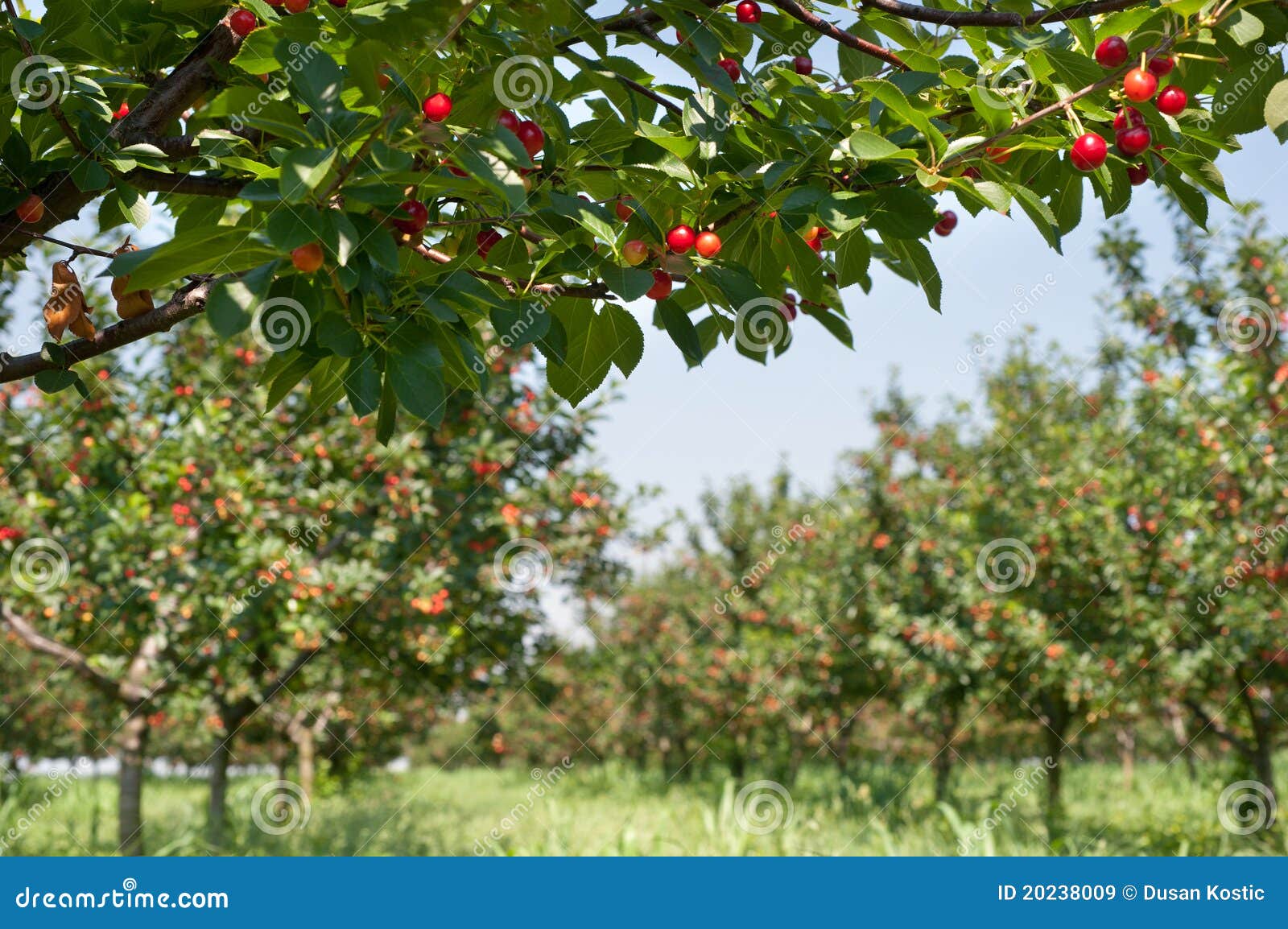Cerezas En árbol De La Huerta Imagen de archivo - Imagen de maduro ...