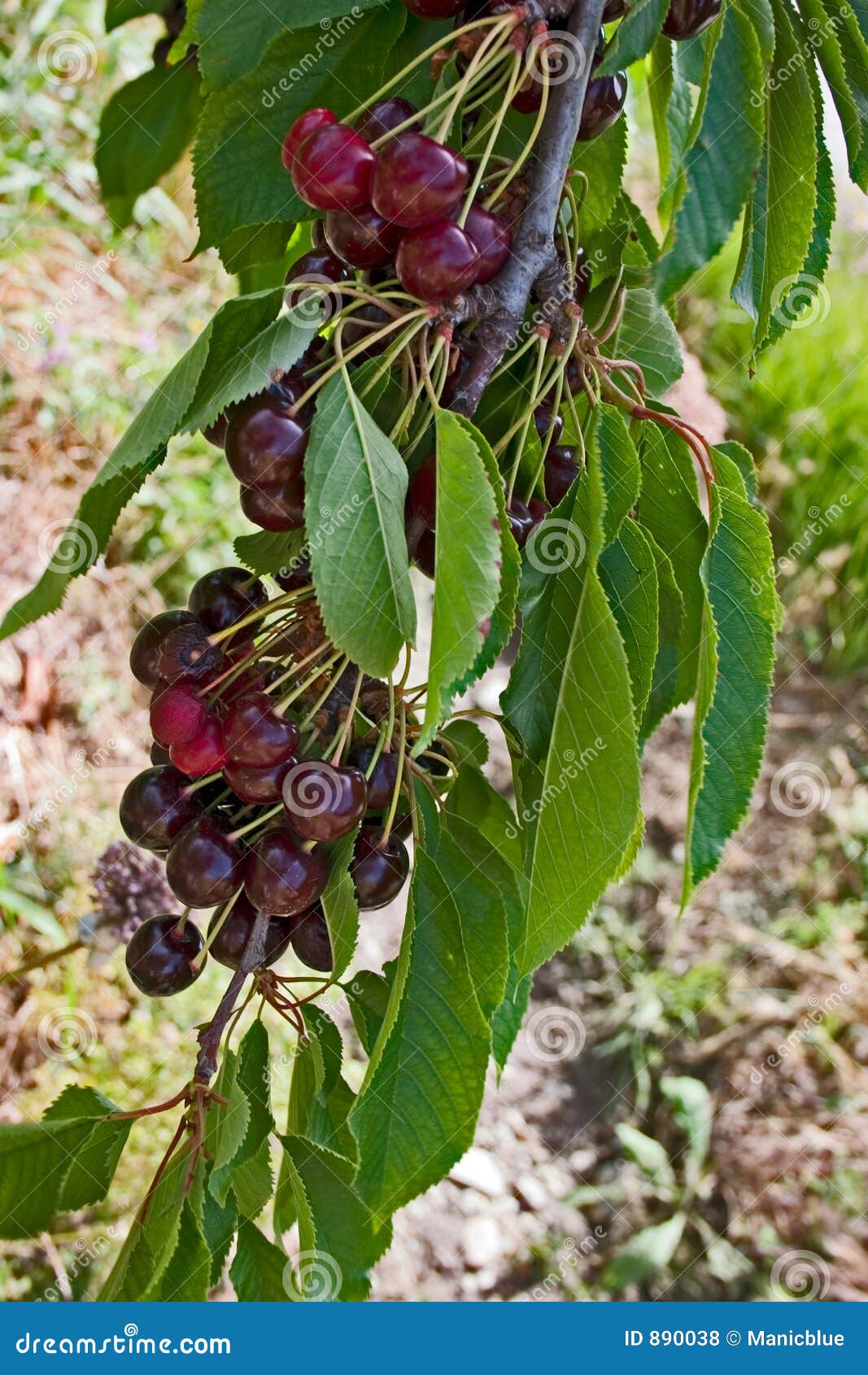 Cerezas en el árbol foto de archivo. Imagen de maduro, huerta - 890038