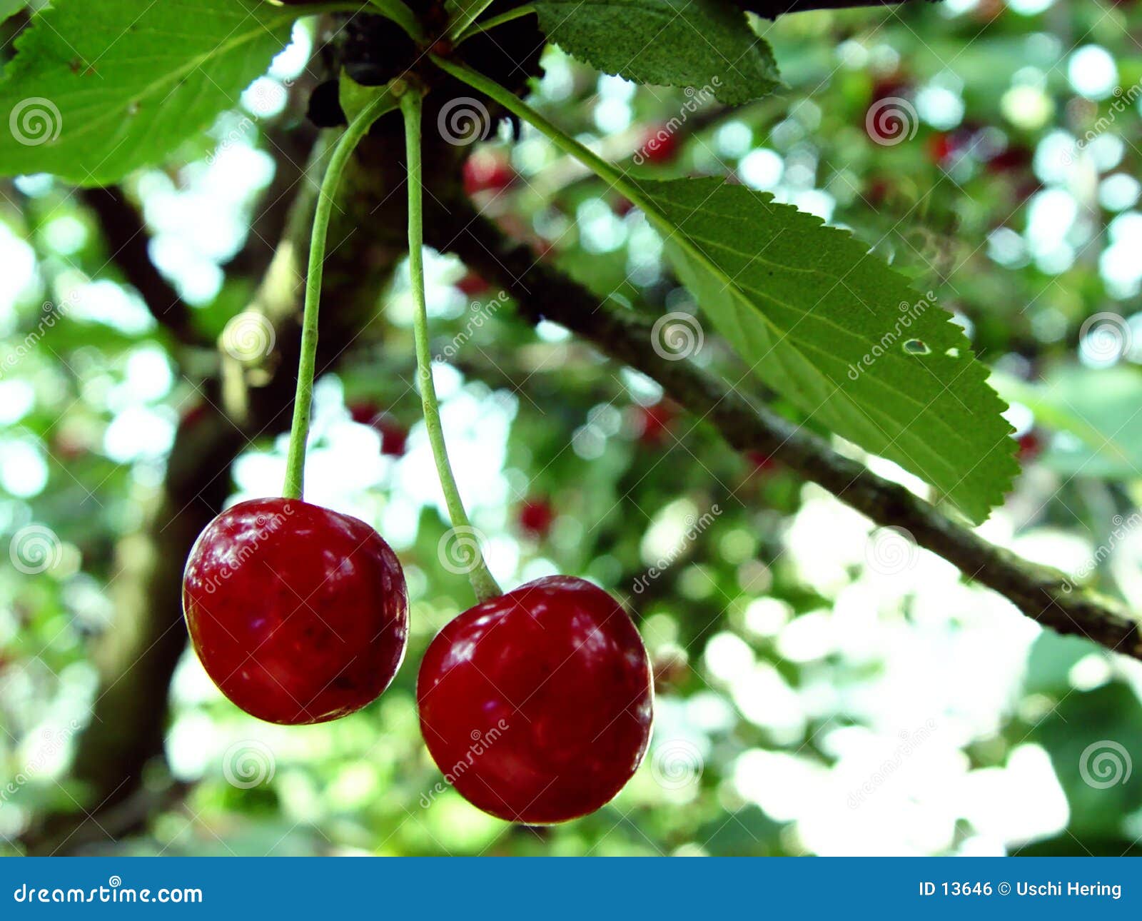 Cerezas en un árbol foto de archivo. Imagen de cereza, verde - 13646