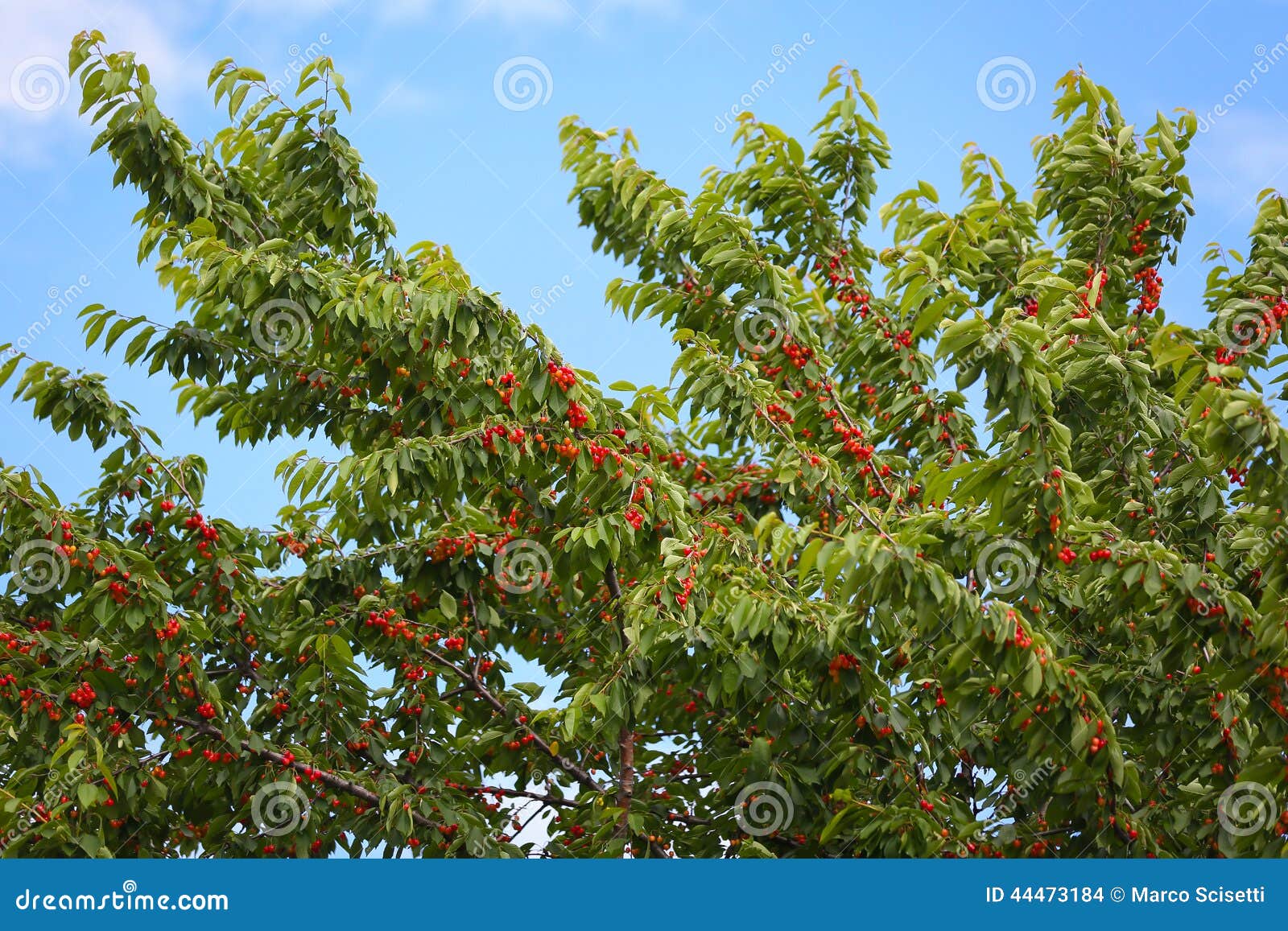 Cerezas Rojas En árbol Frutal Fotos De Stock - Descarga 16 Fotos Libres ...
