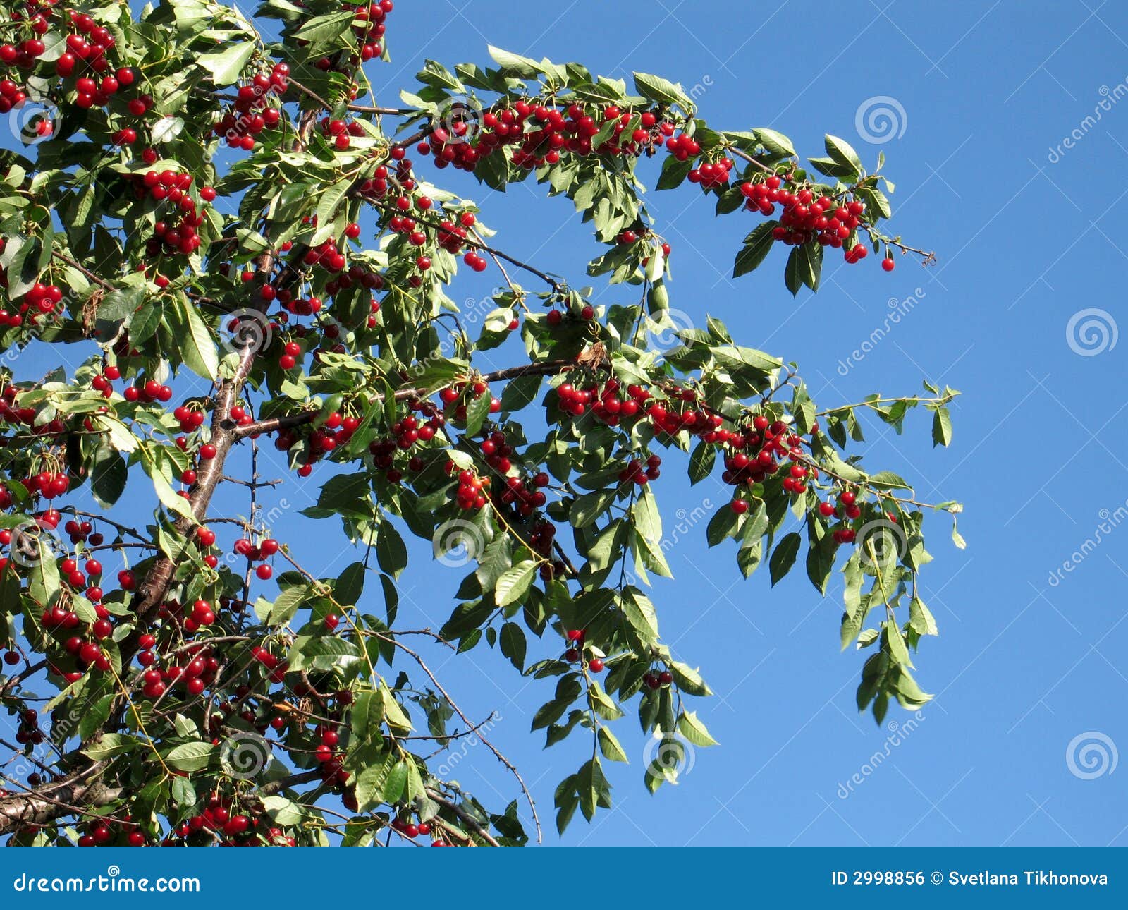 Cerezas rojas en un árbol foto de archivo. Imagen de verano - 2998856