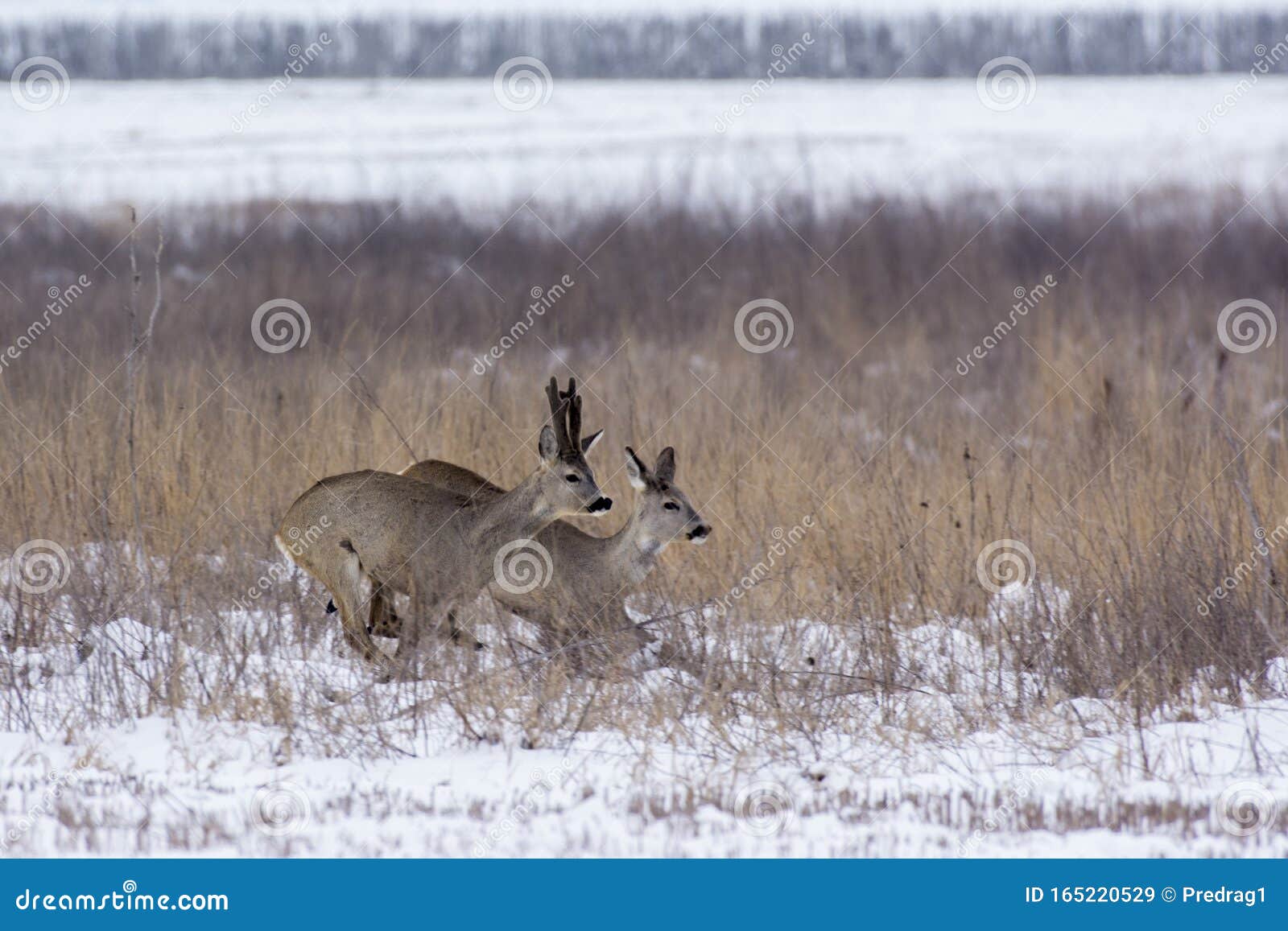 Cerf dans la neige image stock. Image du écologie, nature - 165220529