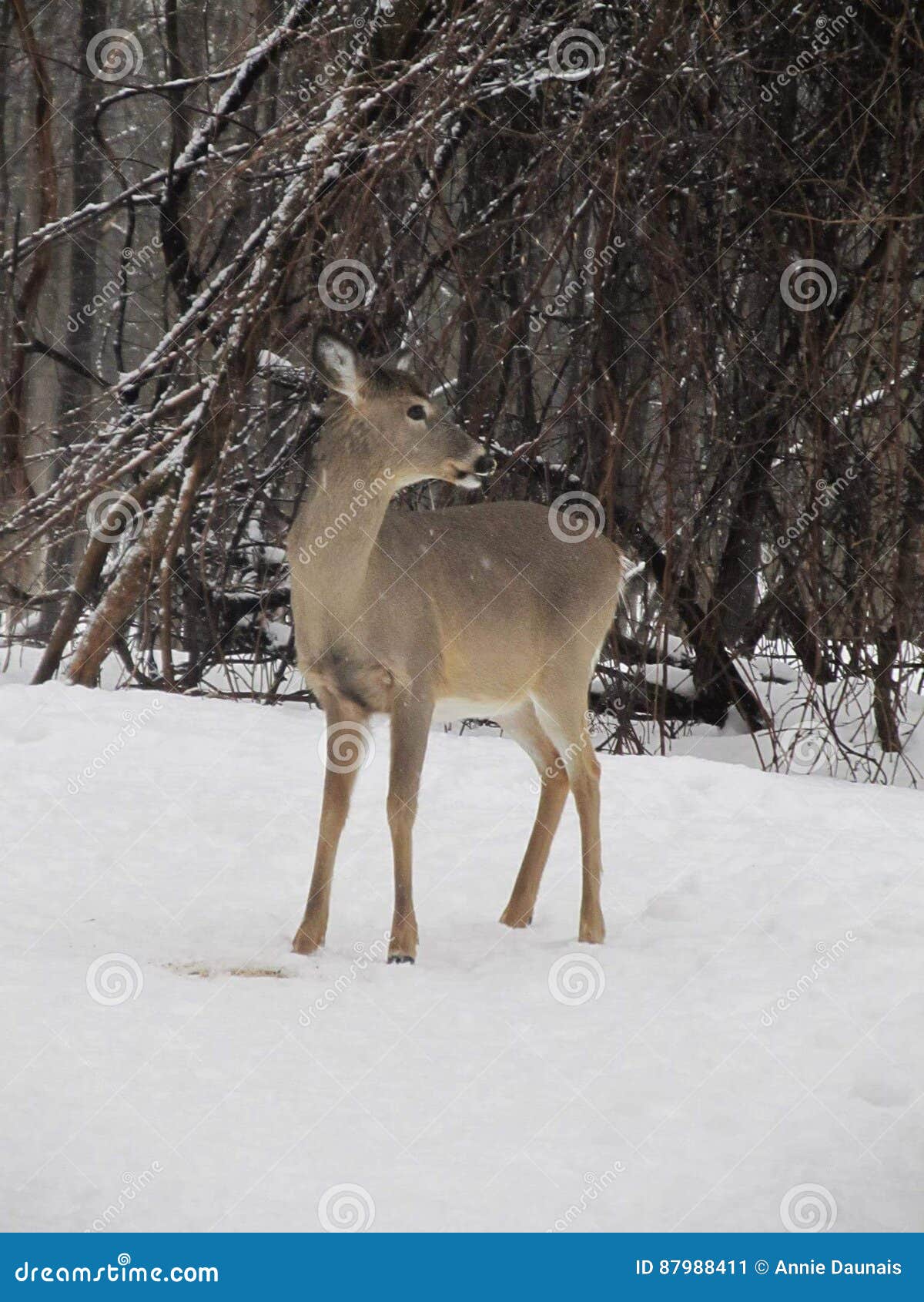 Cerf in quebec canada stock image. Image of forest, cerf - 87988411