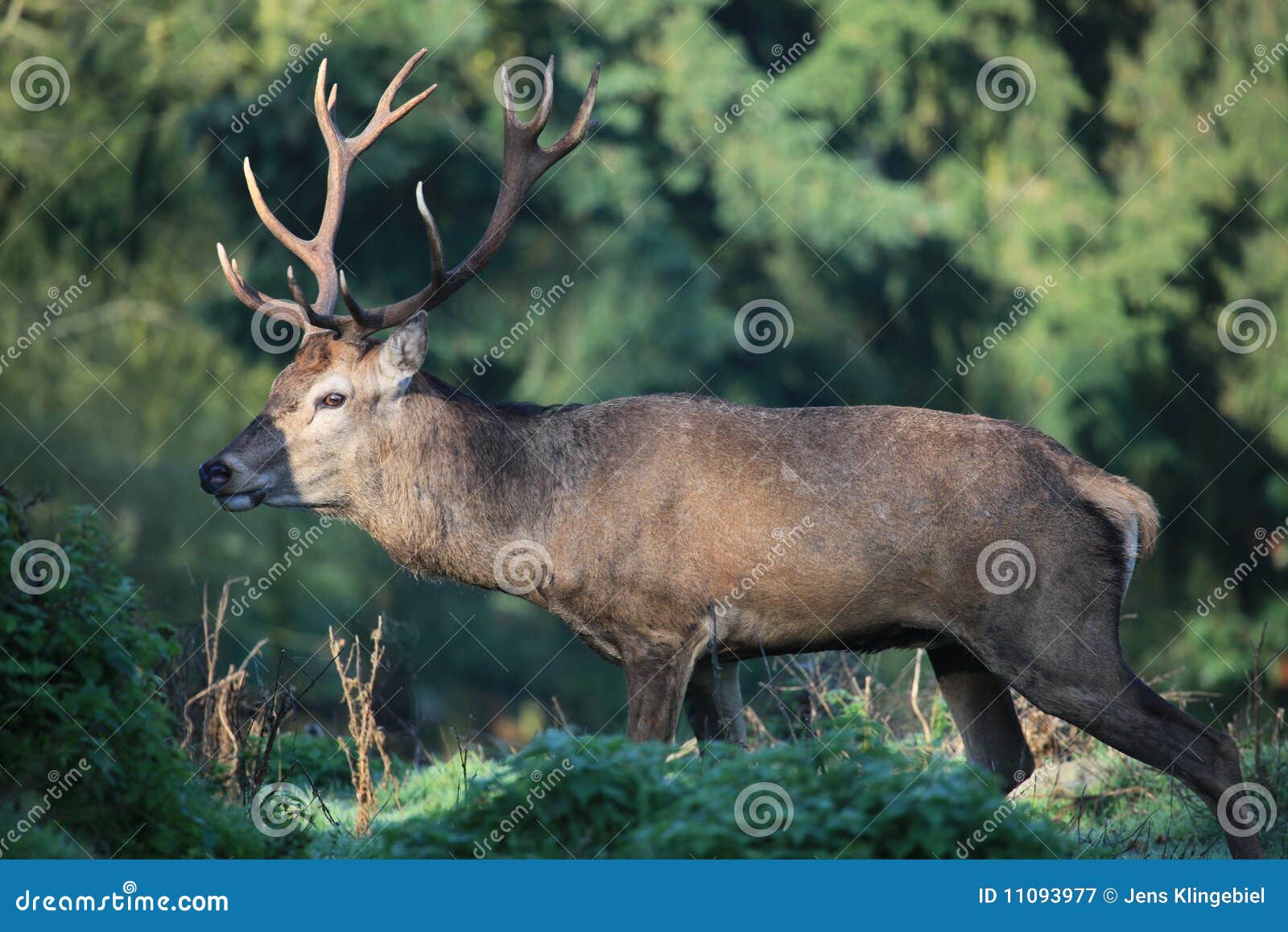 Cerfs communs rouges image stock. Image du faune, verticale - 11093977