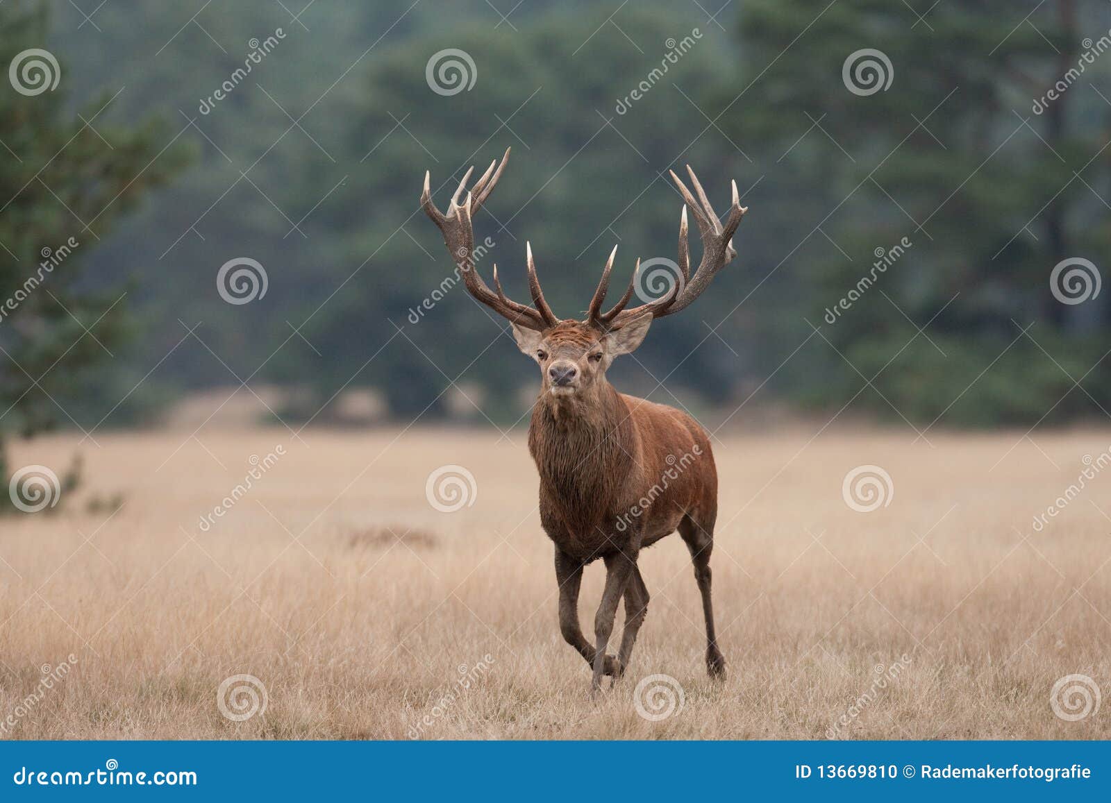 Cerfs communs rouges photo stock. Image du vert, pose - 13669810