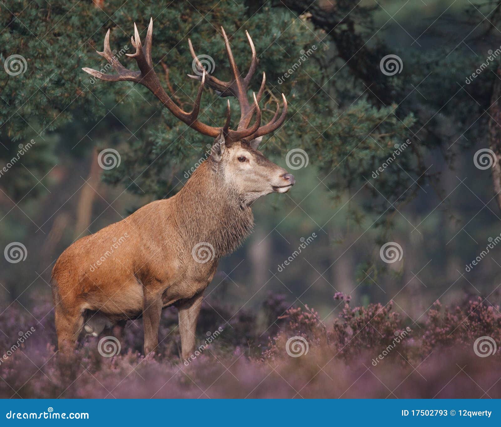 Cerfs communs rouges image stock. Image du mammifère - 17502793