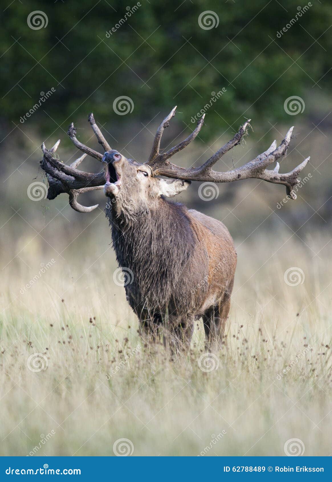 Cerfs communs rouges image stock. Image du danemark, nature - 62788489